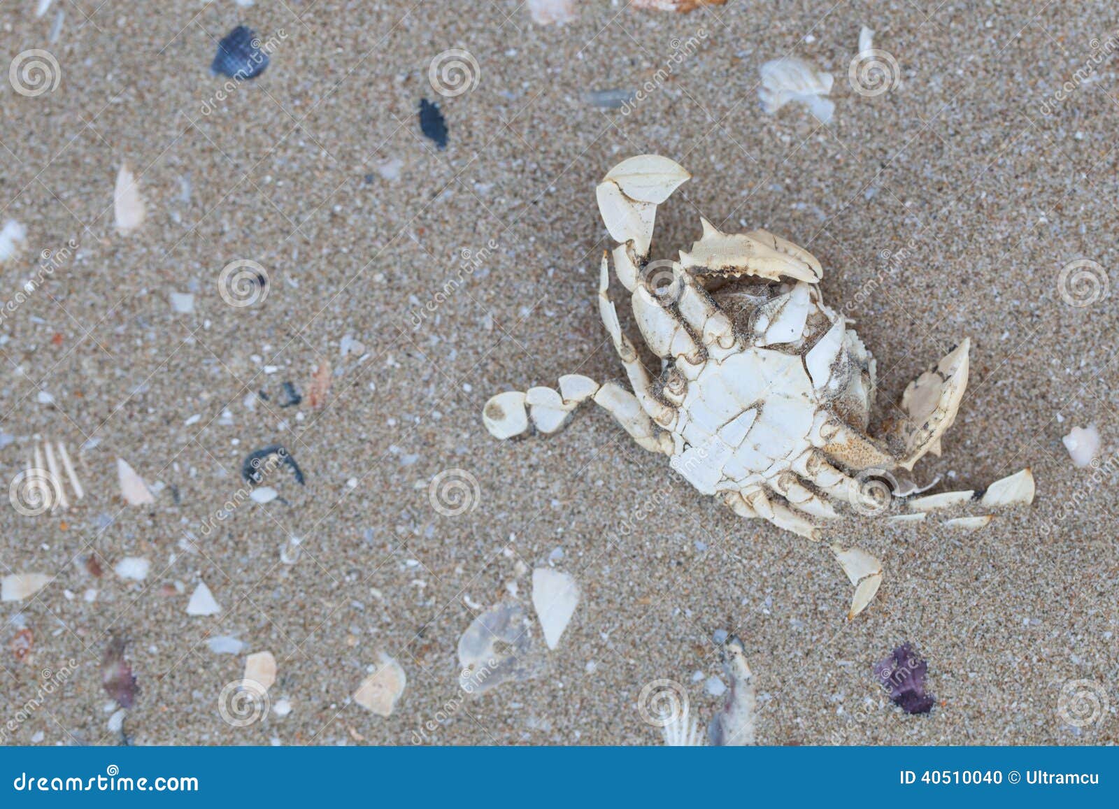 Dry Dead Crabs on the Beach Stock Photo - Image of dead, fine: 40510040