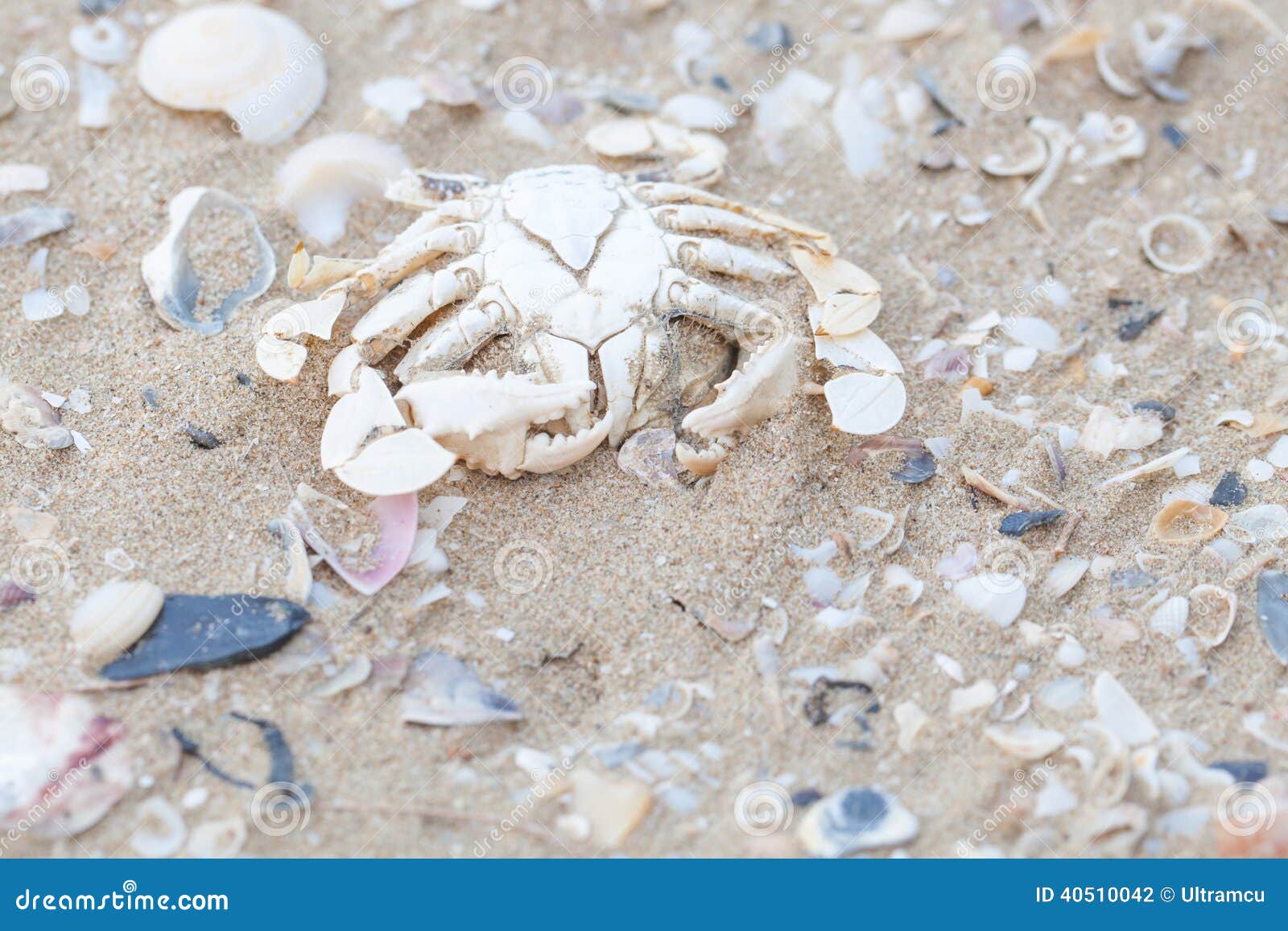 Dry Dead Crabs on the Beach Stock Photo - Image of claws, life: 40510042