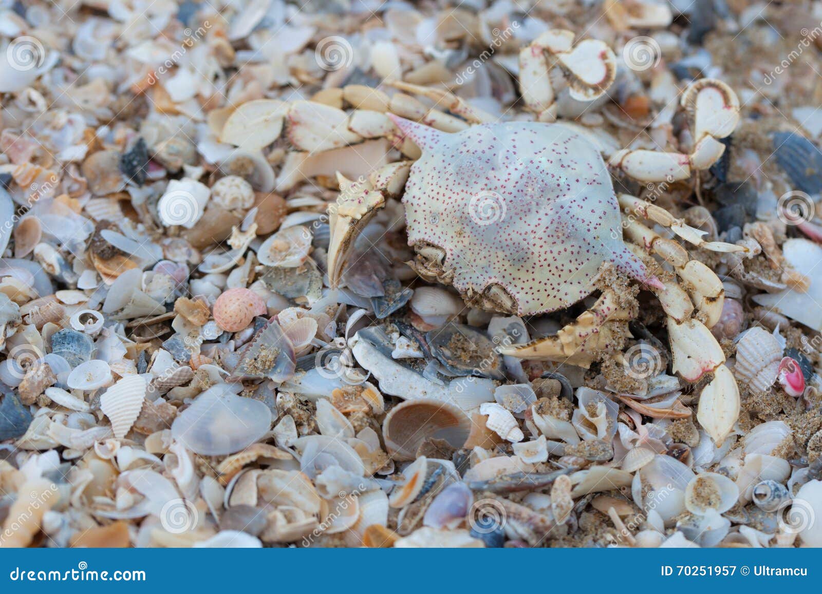 Dry Dead Crabs on the Beach Stock Image - Image of life, front: 70251957