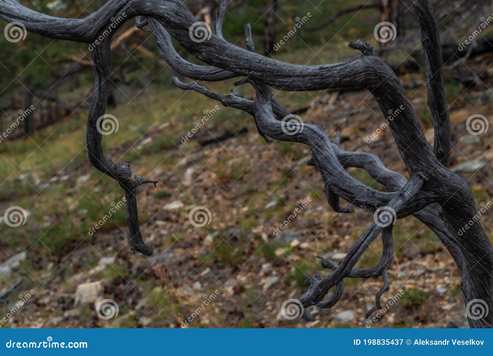 Dry Dead Dark Gray Curves Twisted Tree Branches after Fire, Backdrop of ...