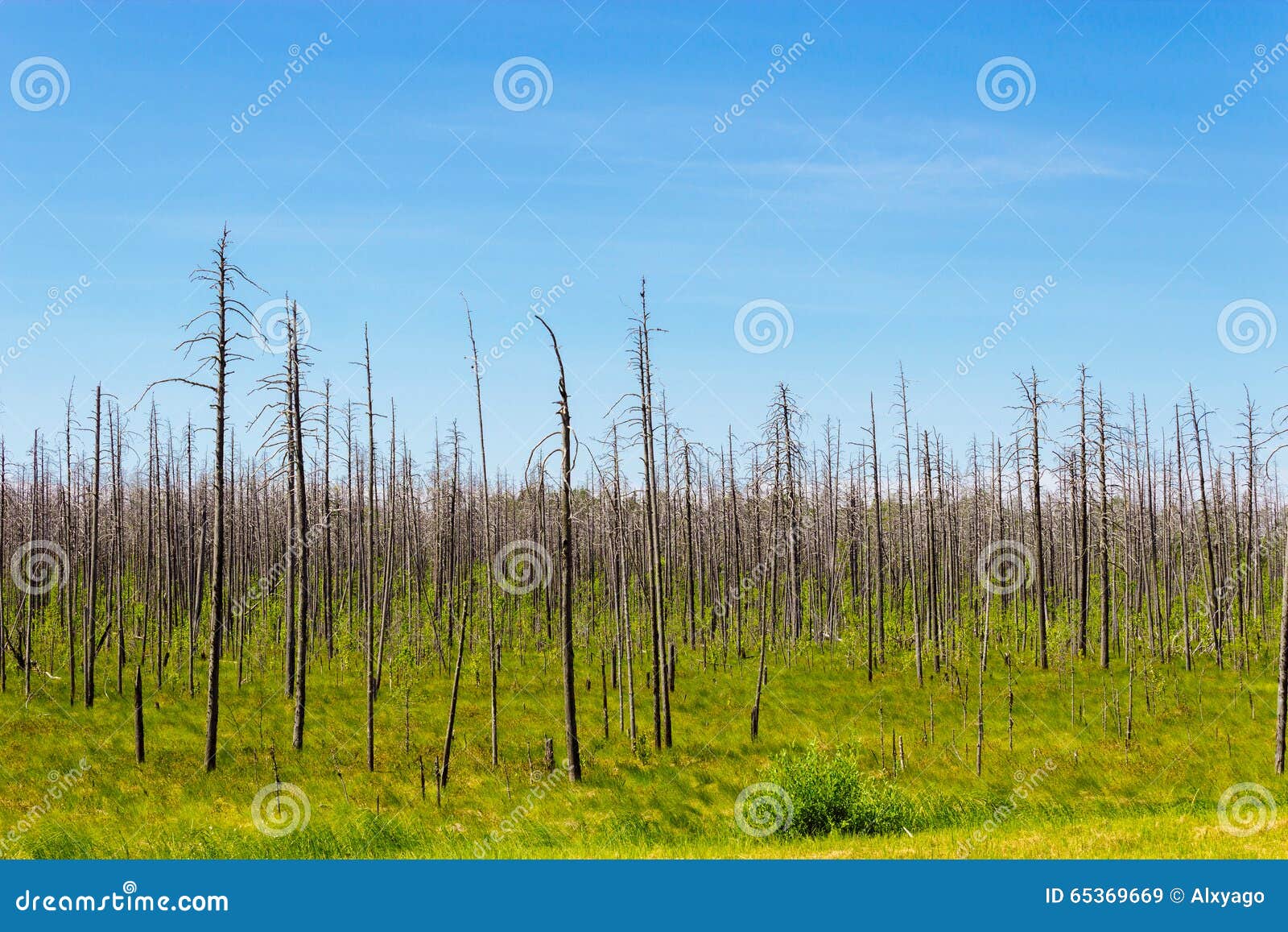 Dry dead forest stock image. Image of woodland, scenics - 65369669