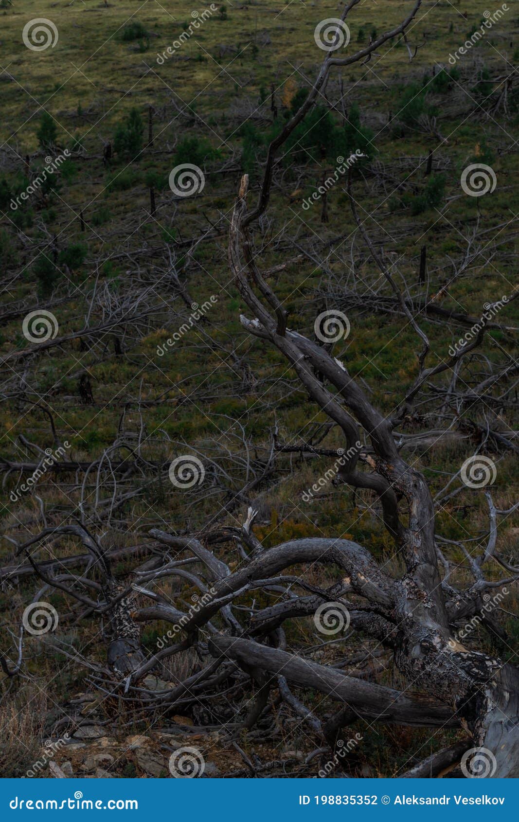 Dry Dead Gray Tree Branches After Fire On Ground. Spiral Pattern Stock ...