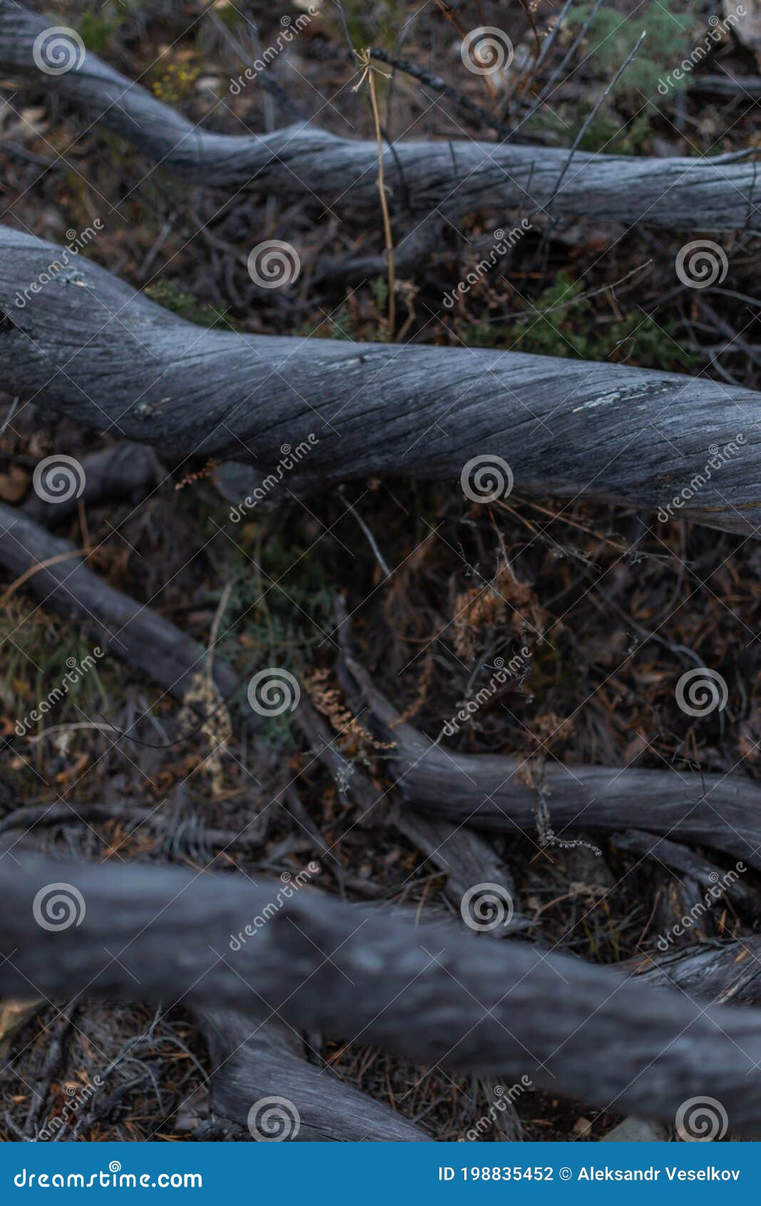 Dry Dead Gray Tree Branches after Fire on Ground. Spiral Pattern Stock ...