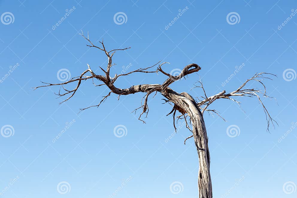 Dry Dead Juniper Tree with Blue Sky Background Stock Image - Image of ...