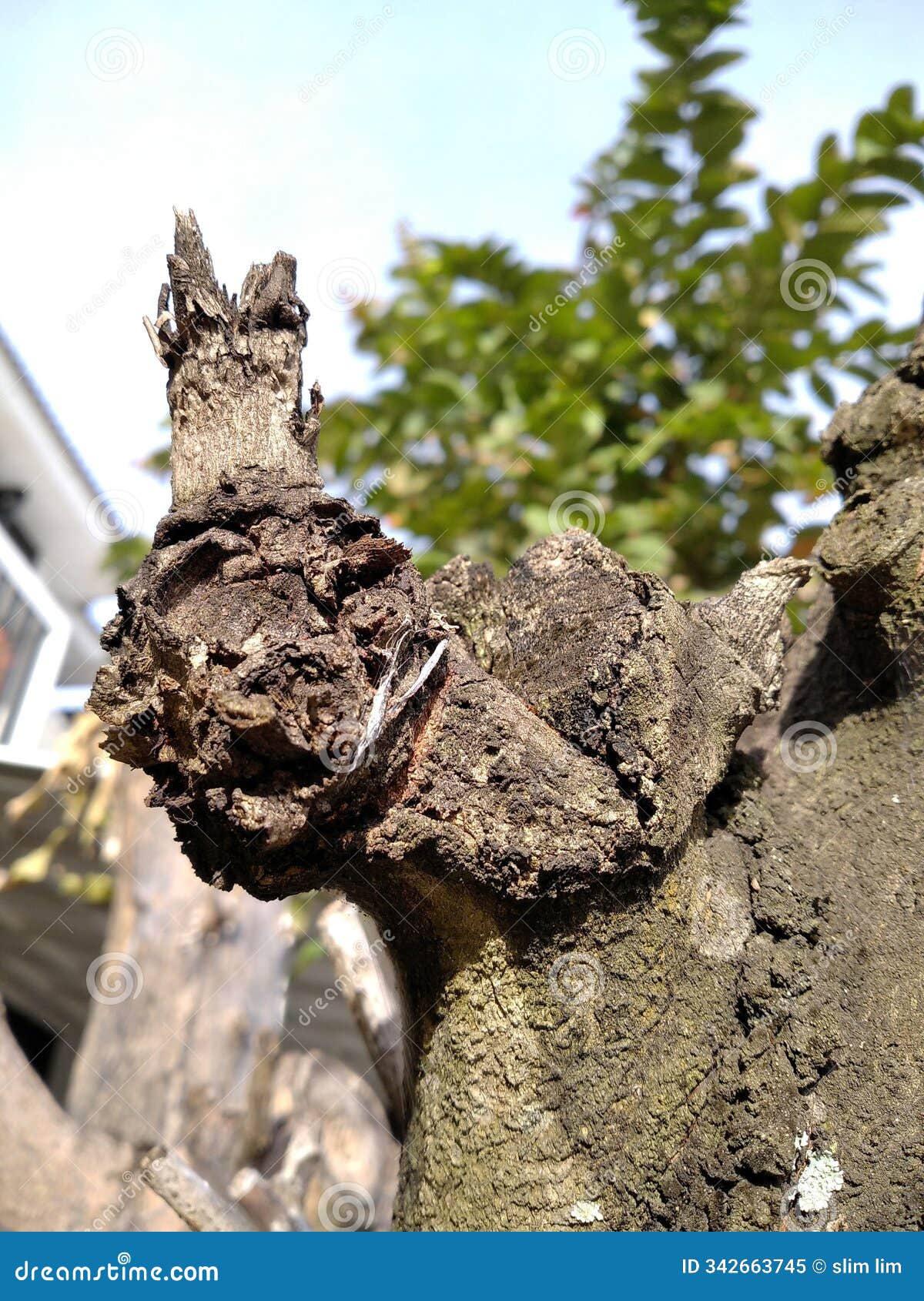 Dry and Dead Mango Tree Roots Stock Image - Image of leaf, wildlife ...