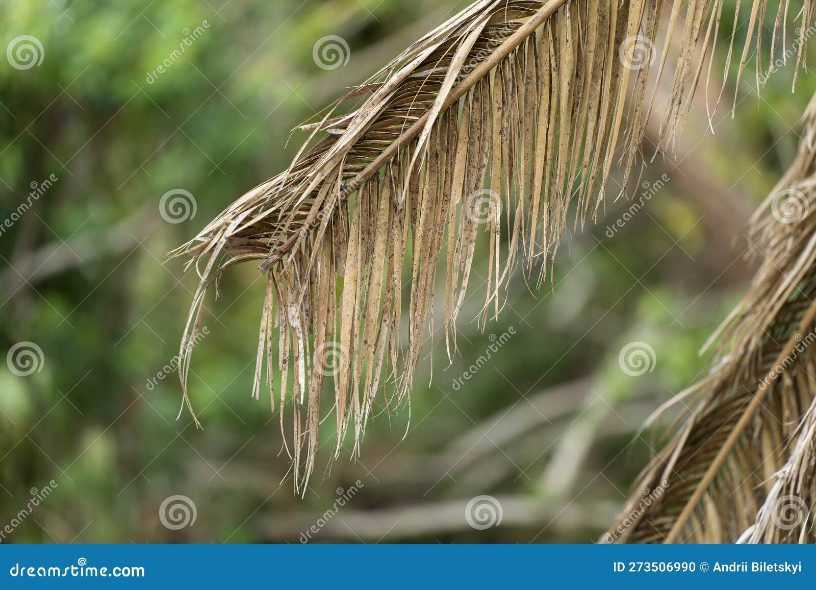 Dry Dead Palm Tree on Florida Home Backyard Stock Photo - Image of trim ...