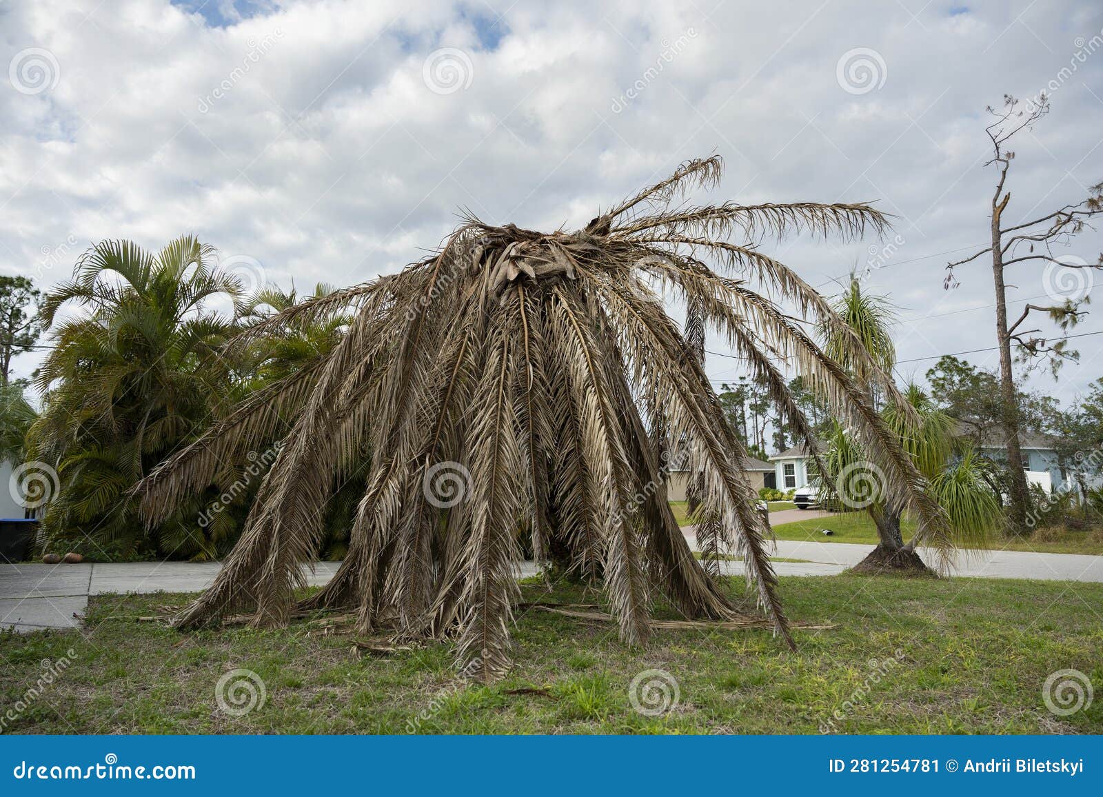 Dry Dead Palm Tree on Florida Home Backyard Stock Image - Image of mold ...