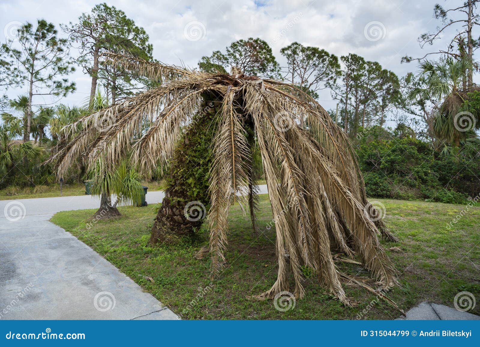 Dry Dead Palm Tree on Florida Home Backyard Stock Image - Image of ...