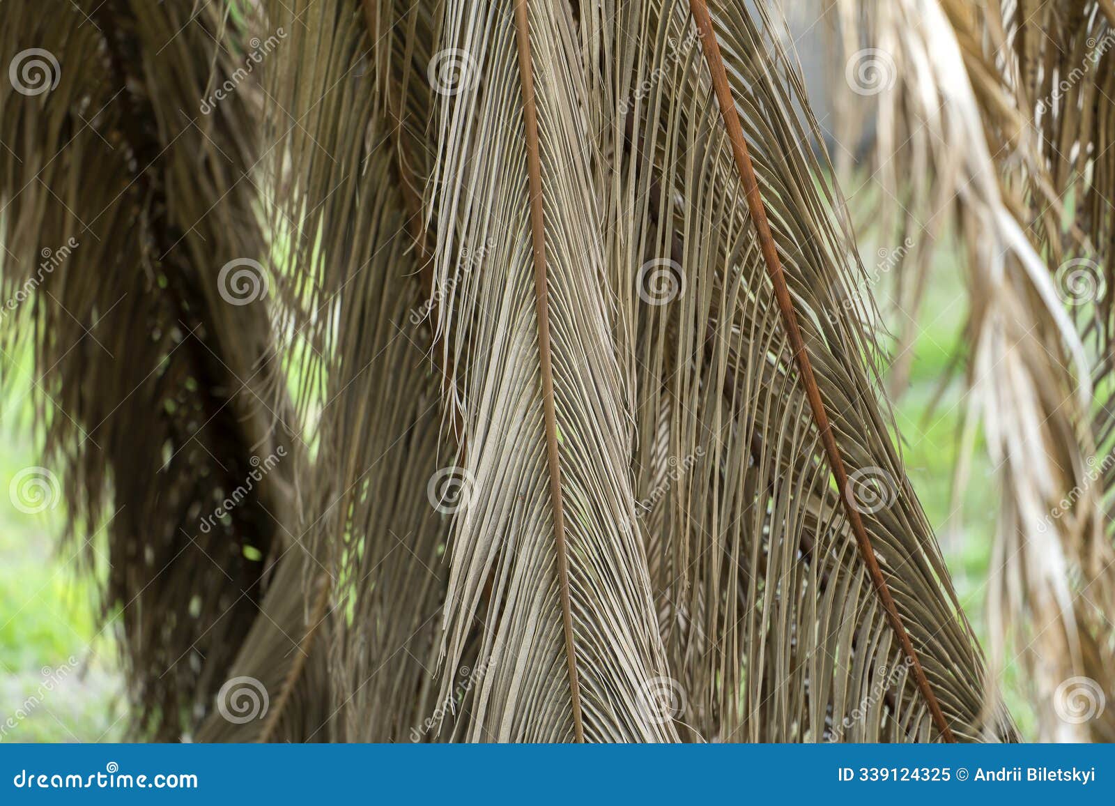 Dry Dead Palm Tree on Florida Home Backyard Stock Image - Image of ...