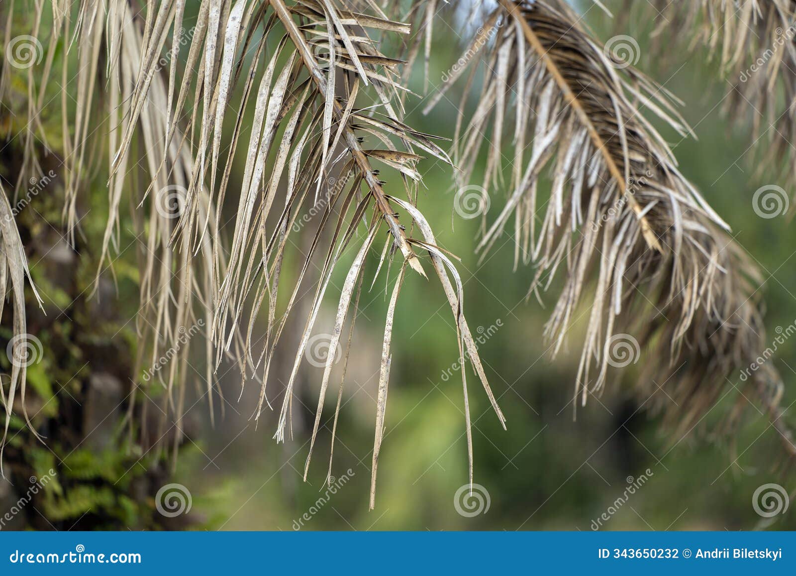 Dry Dead Palm Tree on Florida Home Backyard Stock Photo - Image of ...