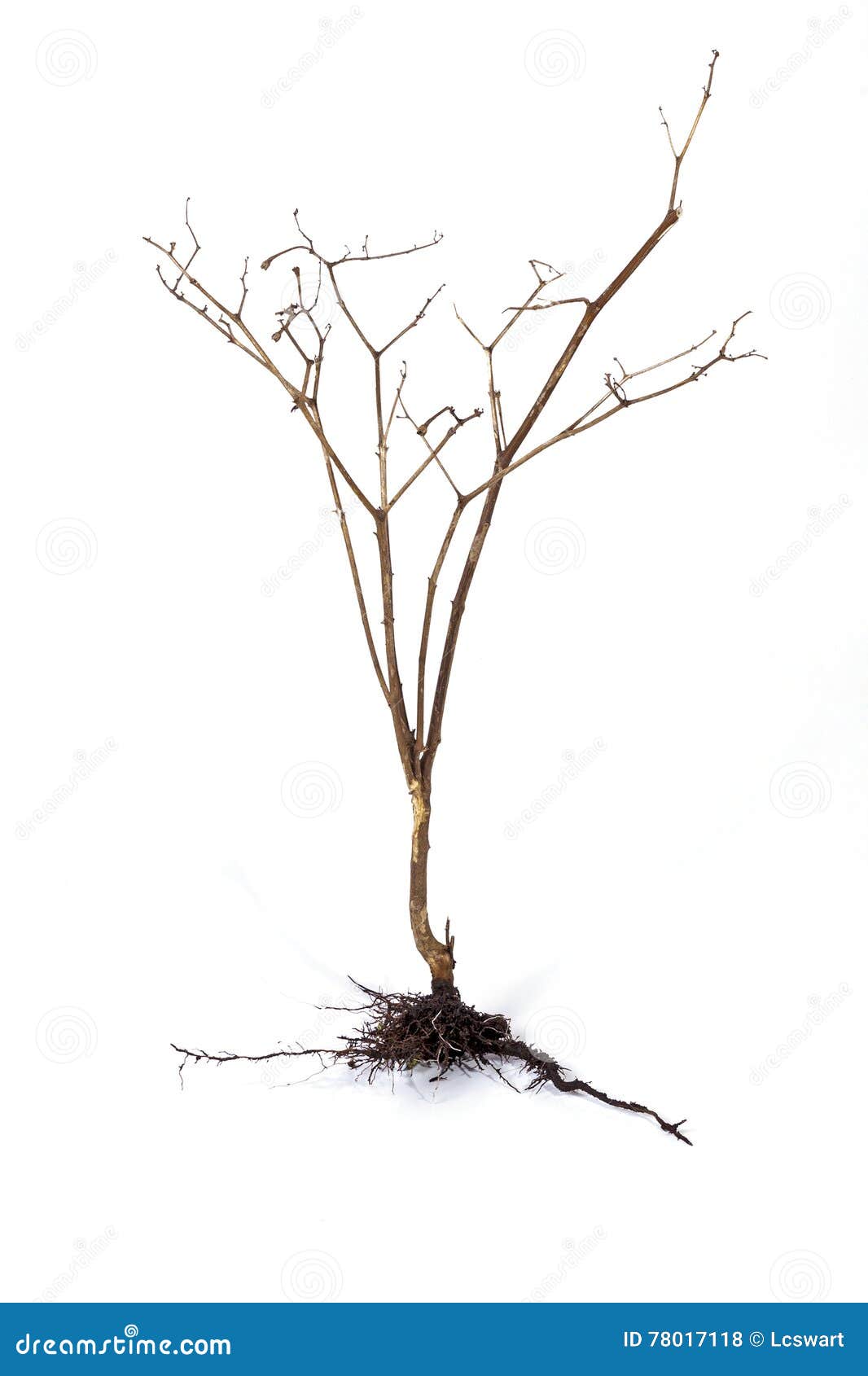 Dry Dead Plant and Underground Roots and Soil Stock Photo - Image of ...
