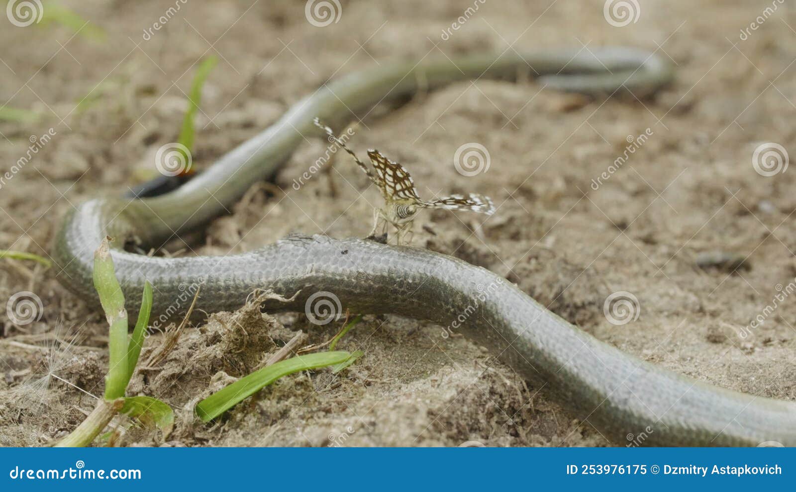 Dry Dead Snake Anguis Fragilis on the Ground, Summer Daylight Stock ...