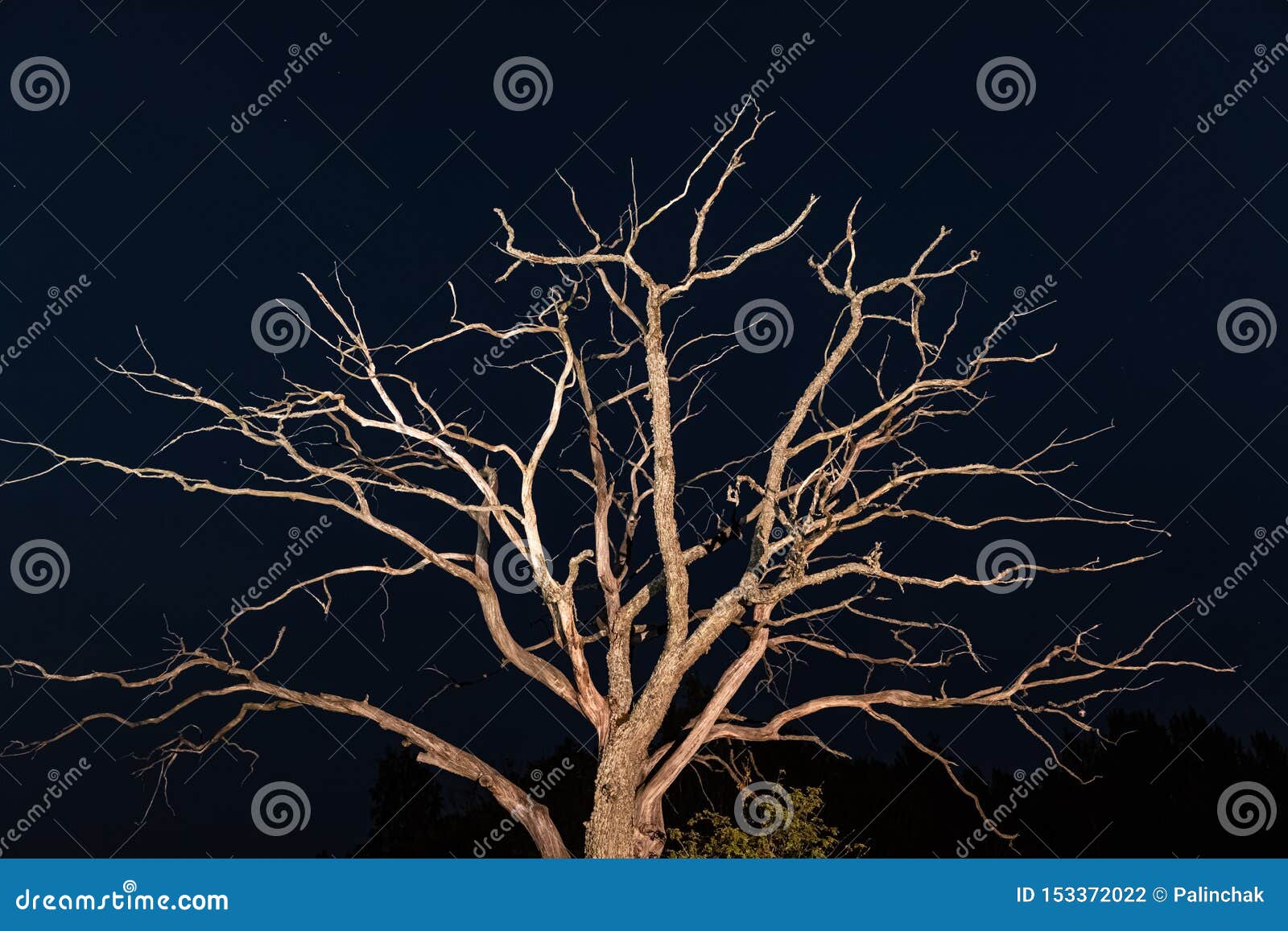 Dry dead tree at night stock photo. Image of dramatic - 153372022