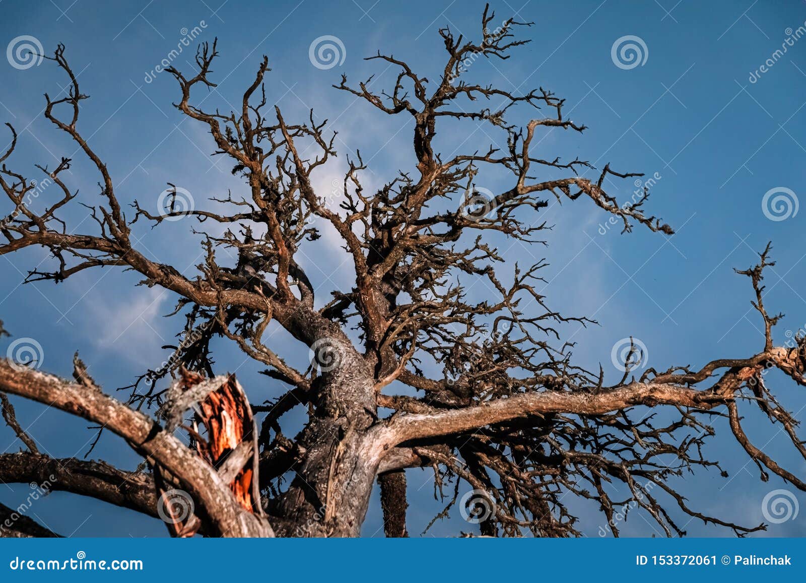 Dry dead tree at night stock image. Image of silhouette - 153372061