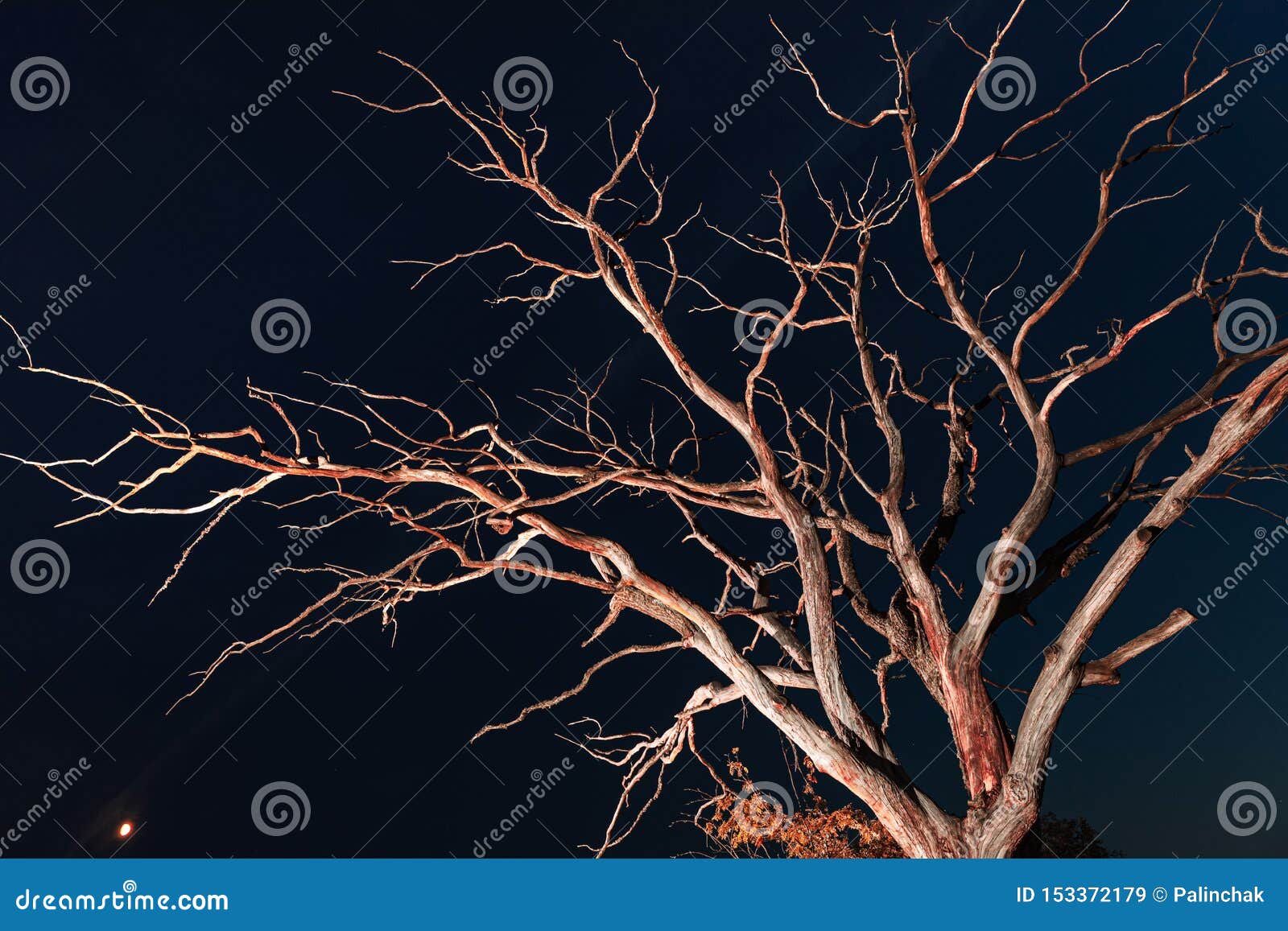 Dry dead tree at night stock image. Image of death, beautiful - 153372179