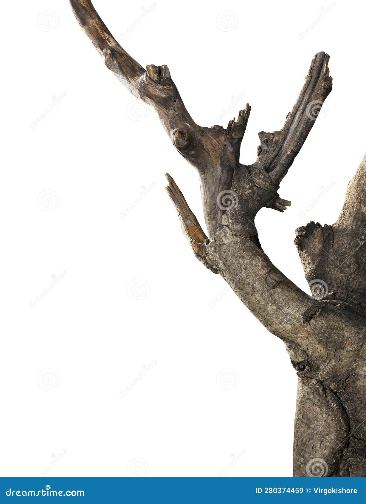Dry Dead Tree Branch Cracked Dark Bark. Dry Branch of a Tree Isolated ...