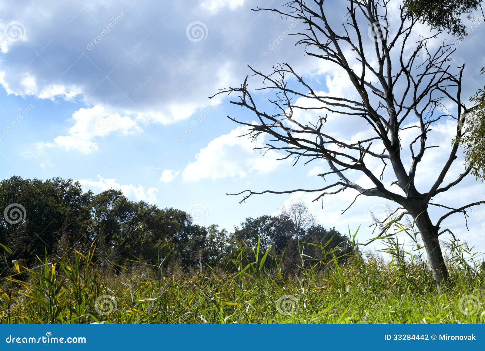 Dry dead tree stock photo. Image of environmental, outdoor - 33284442