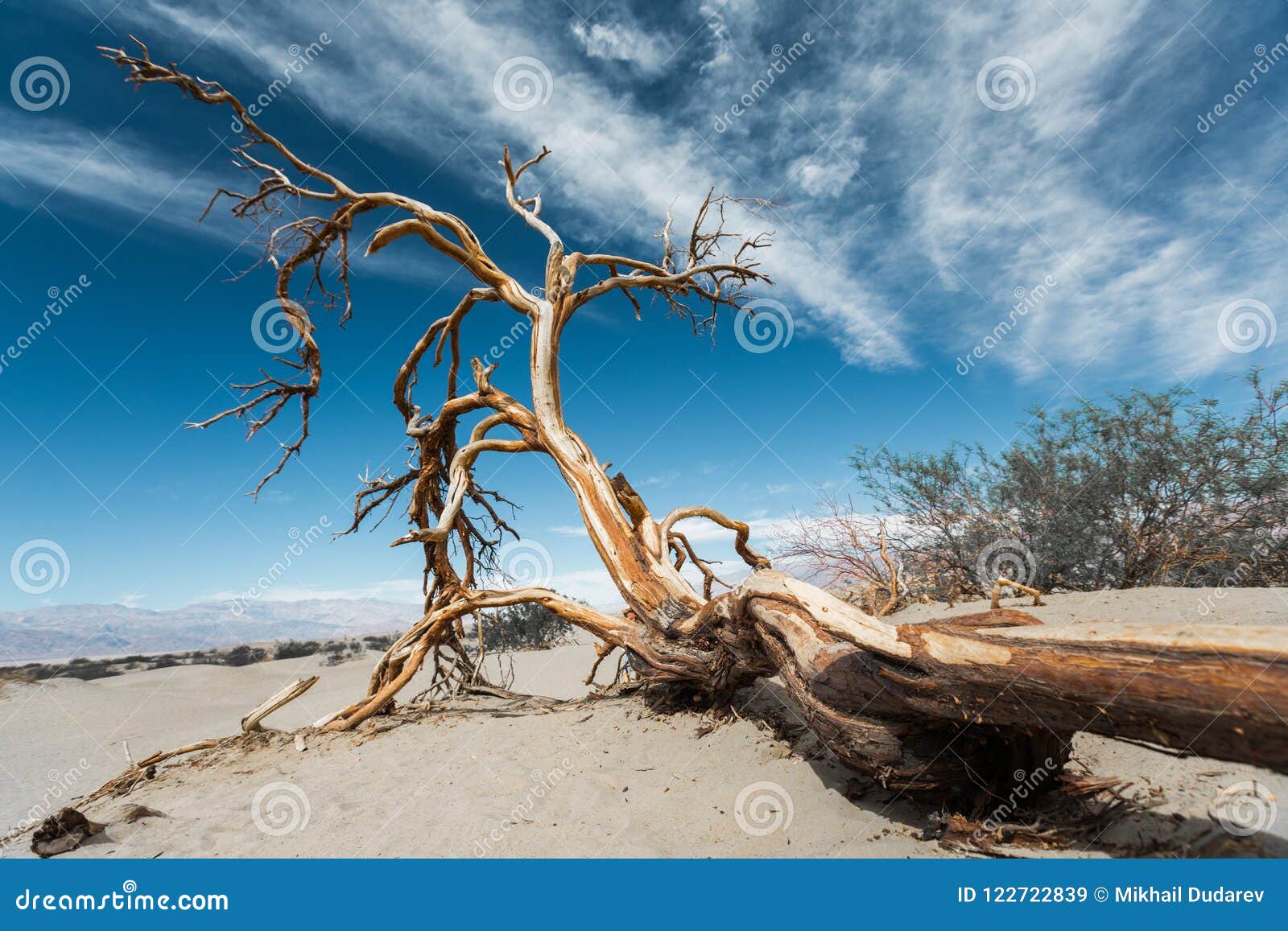 Dry dead tree stock image. Image of parched, outdoor - 122722839