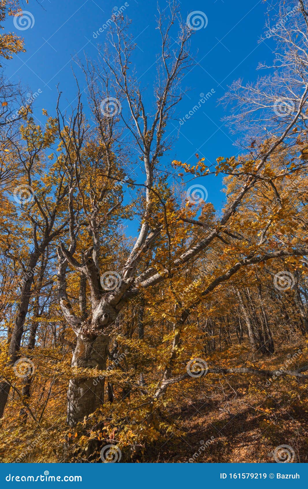 Dry dead tree in forest stock image. Image of grass - 161579219