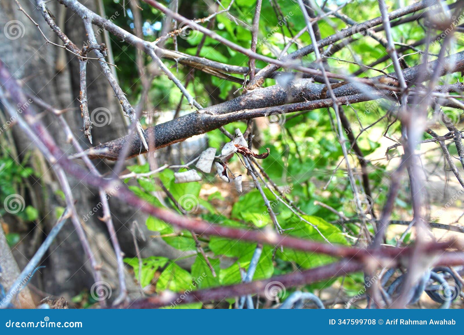 Dry or Dead Tree with Many Thorns. Dangerous Thorny Twig and Tree ...