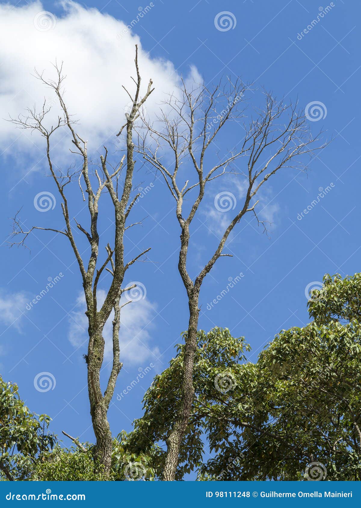 Dry Dead Tree in the Middle of the Green Leaves with Blue Sky ...