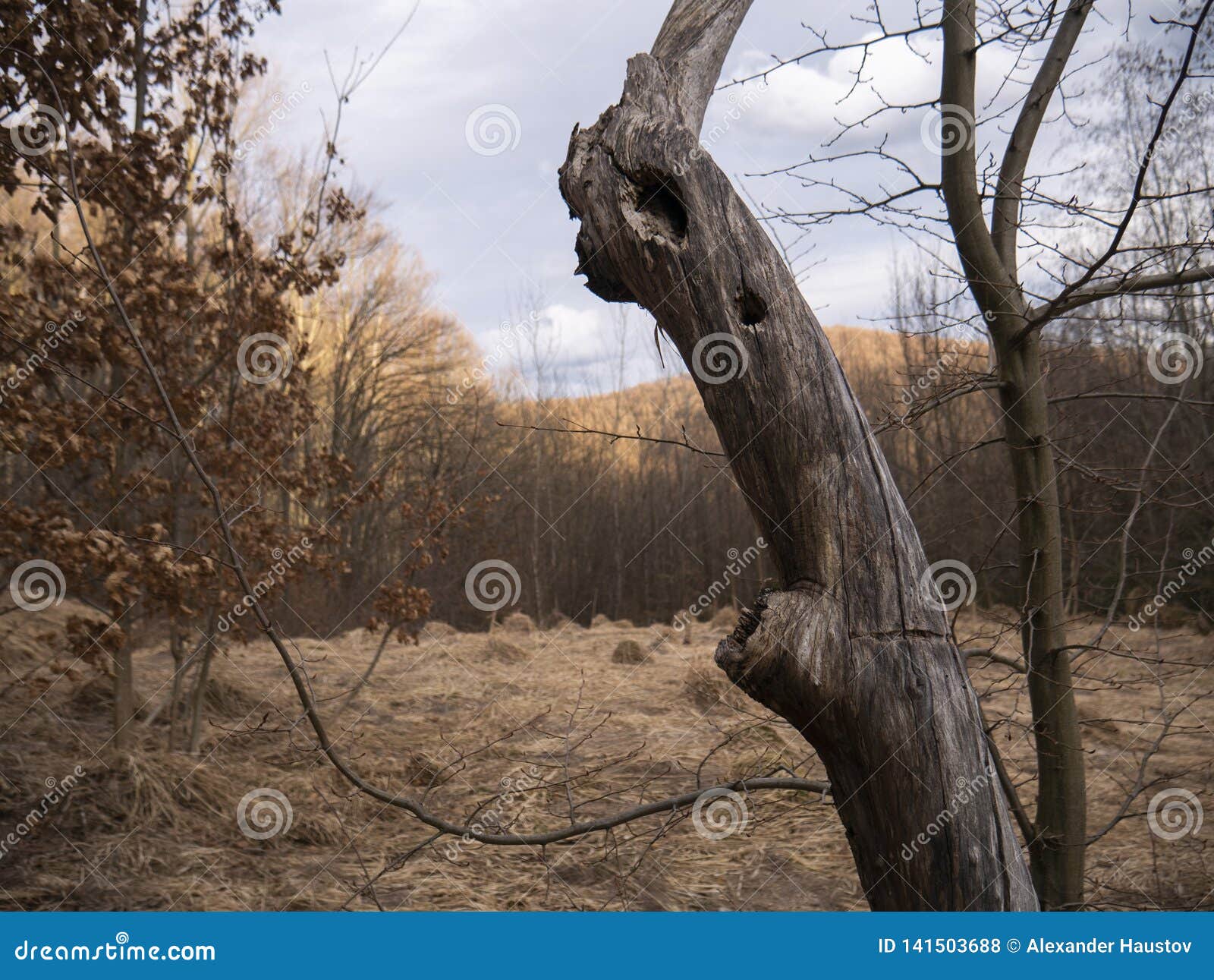 Dry Dead Tree. in the Mountains on Spring Stock Photo - Image of ...