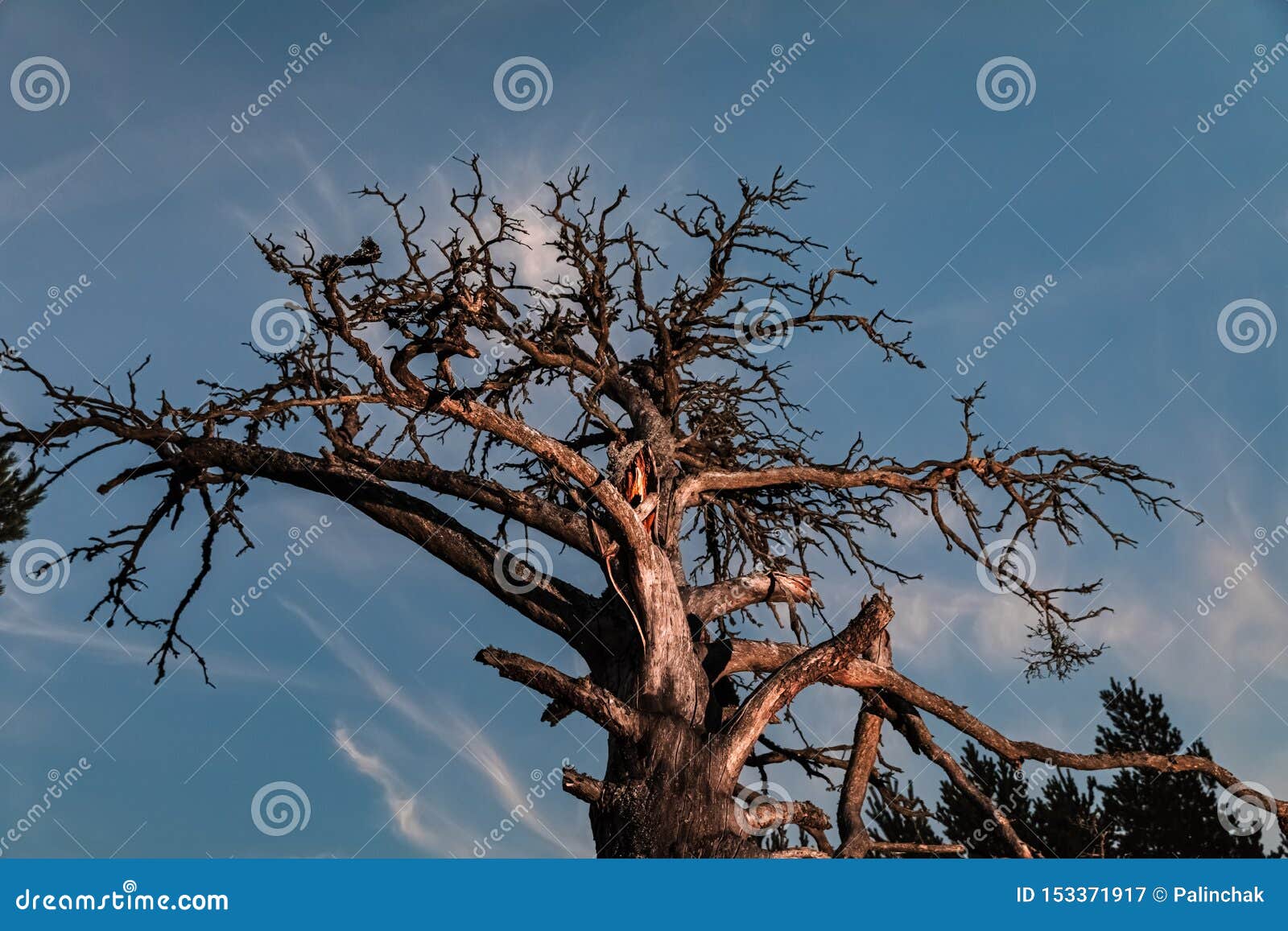 Dry dead tree at night stock image. Image of branch - 153371917