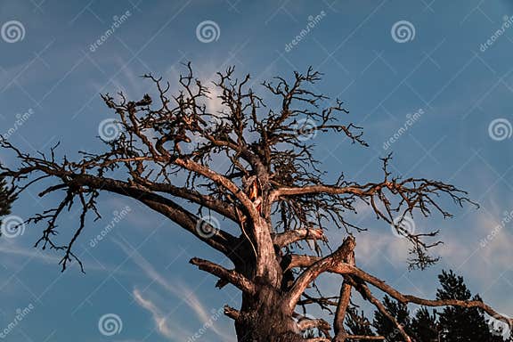 Dry dead tree at night stock image. Image of branch - 153371917