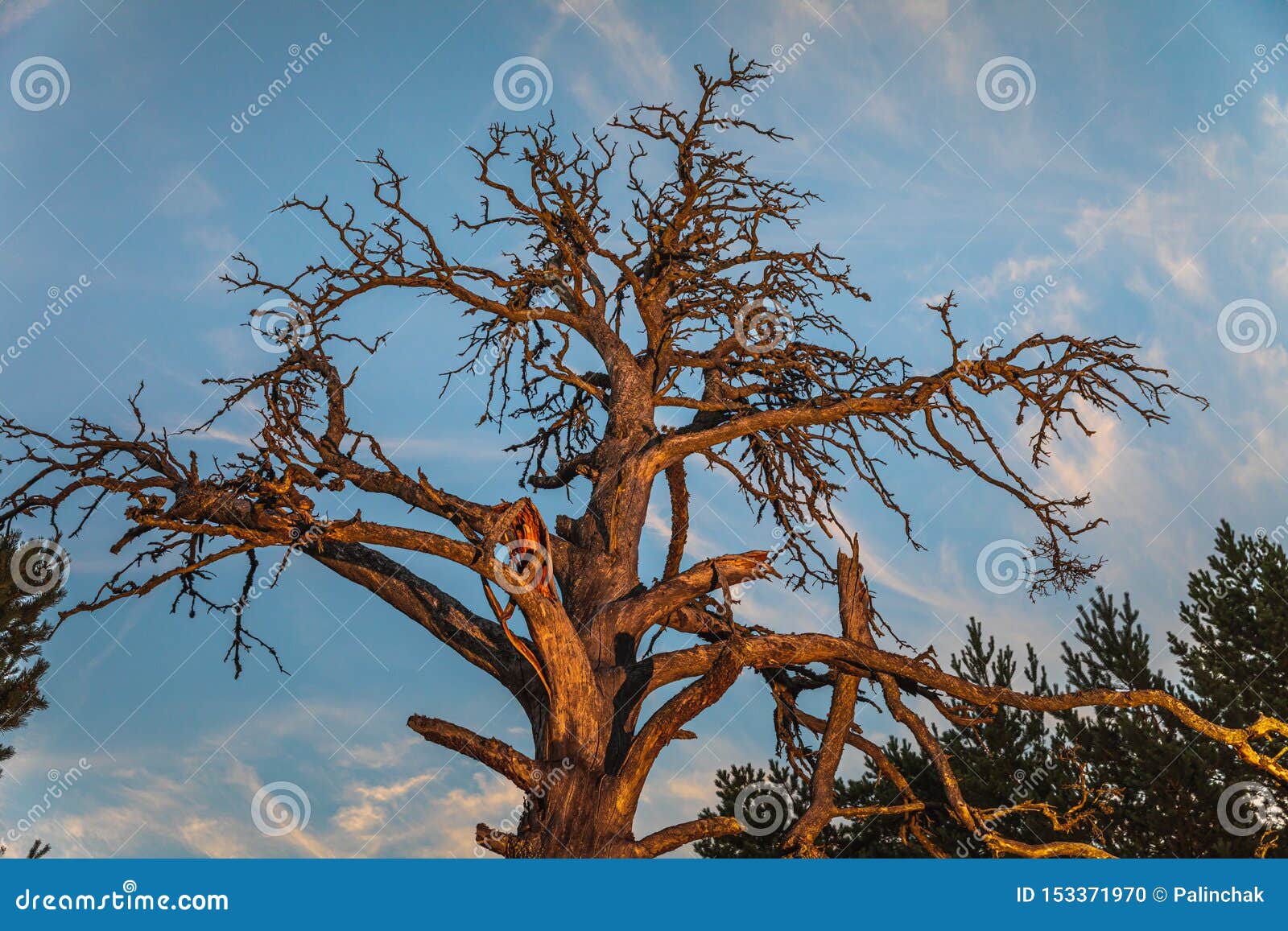 Dry dead tree at night stock photo. Image of abstract - 153371970