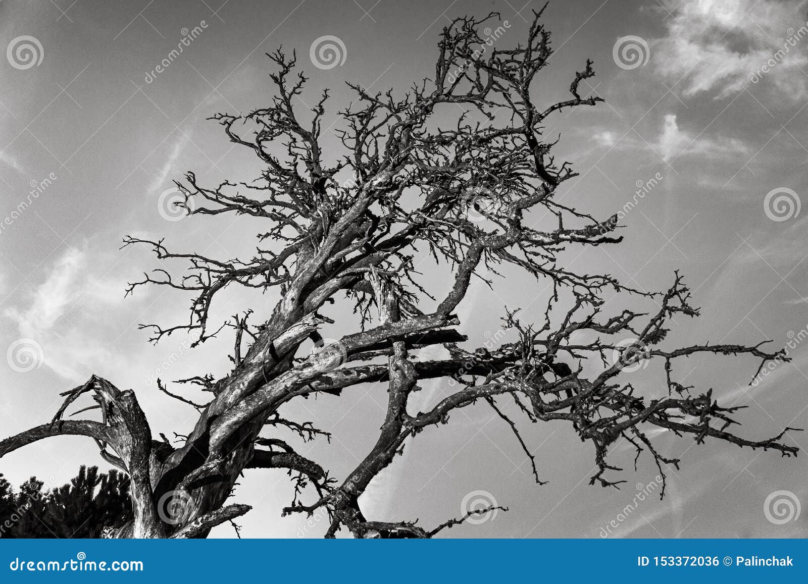 Dry dead tree at night stock photo. Image of landscape - 153372036