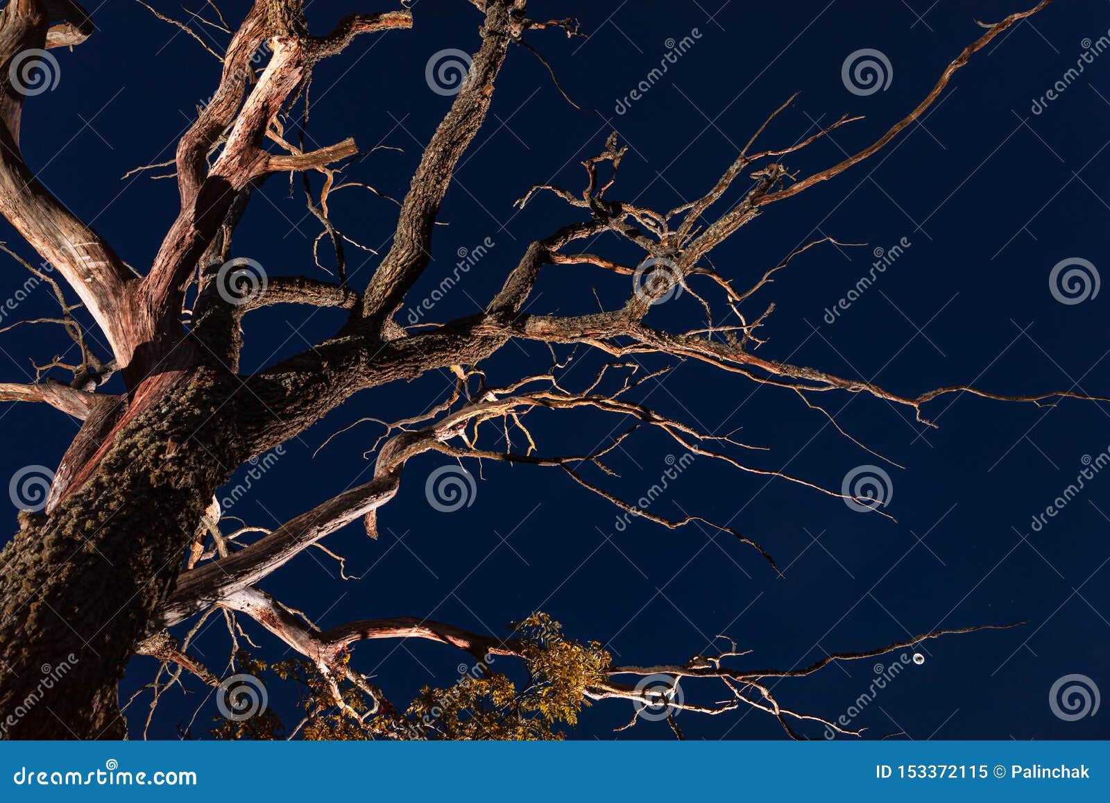 Dry dead tree at night stock image. Image of landscape - 153372115