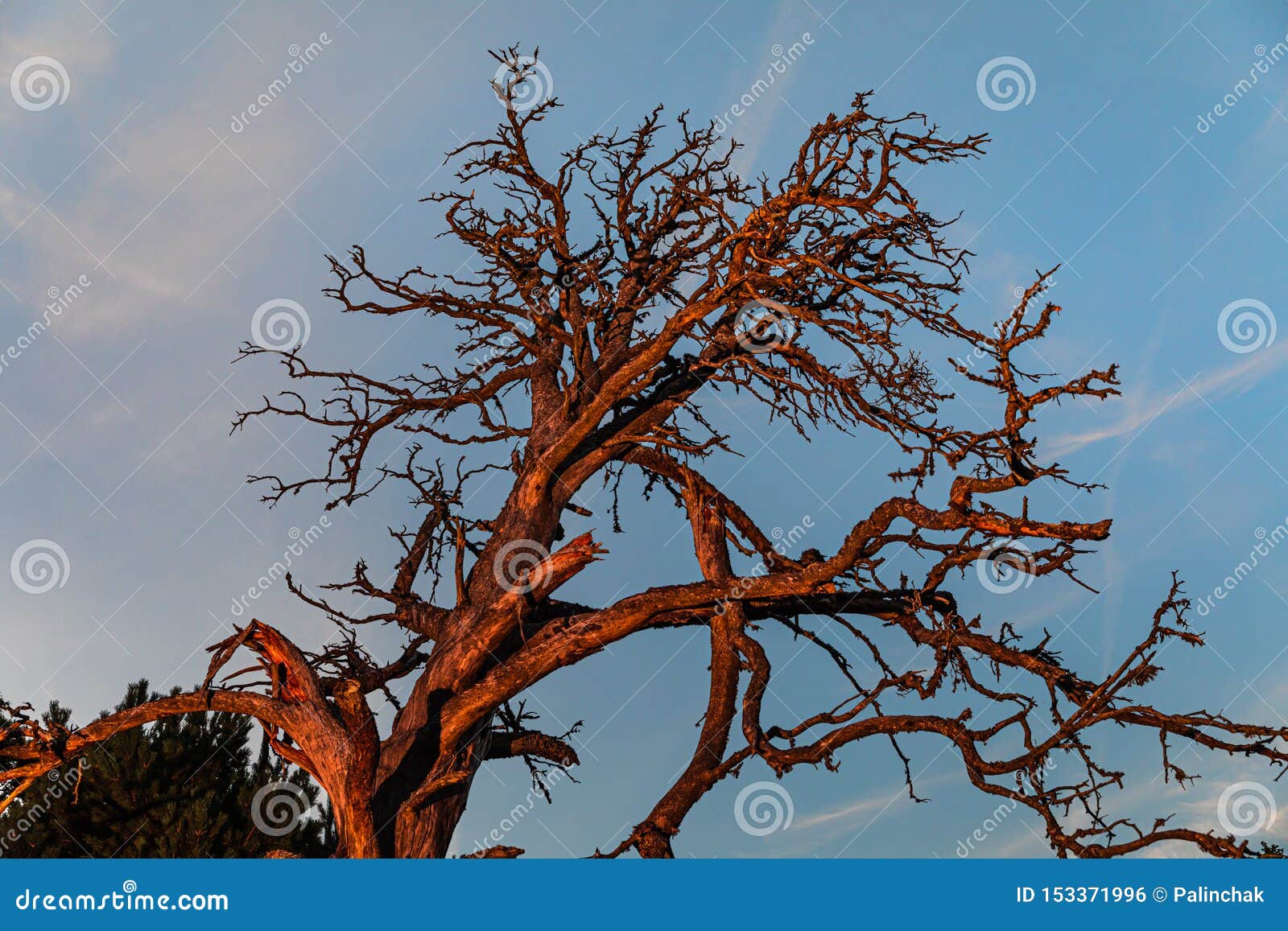 Dry dead tree at night stock photo. Image of plant, light - 153371996