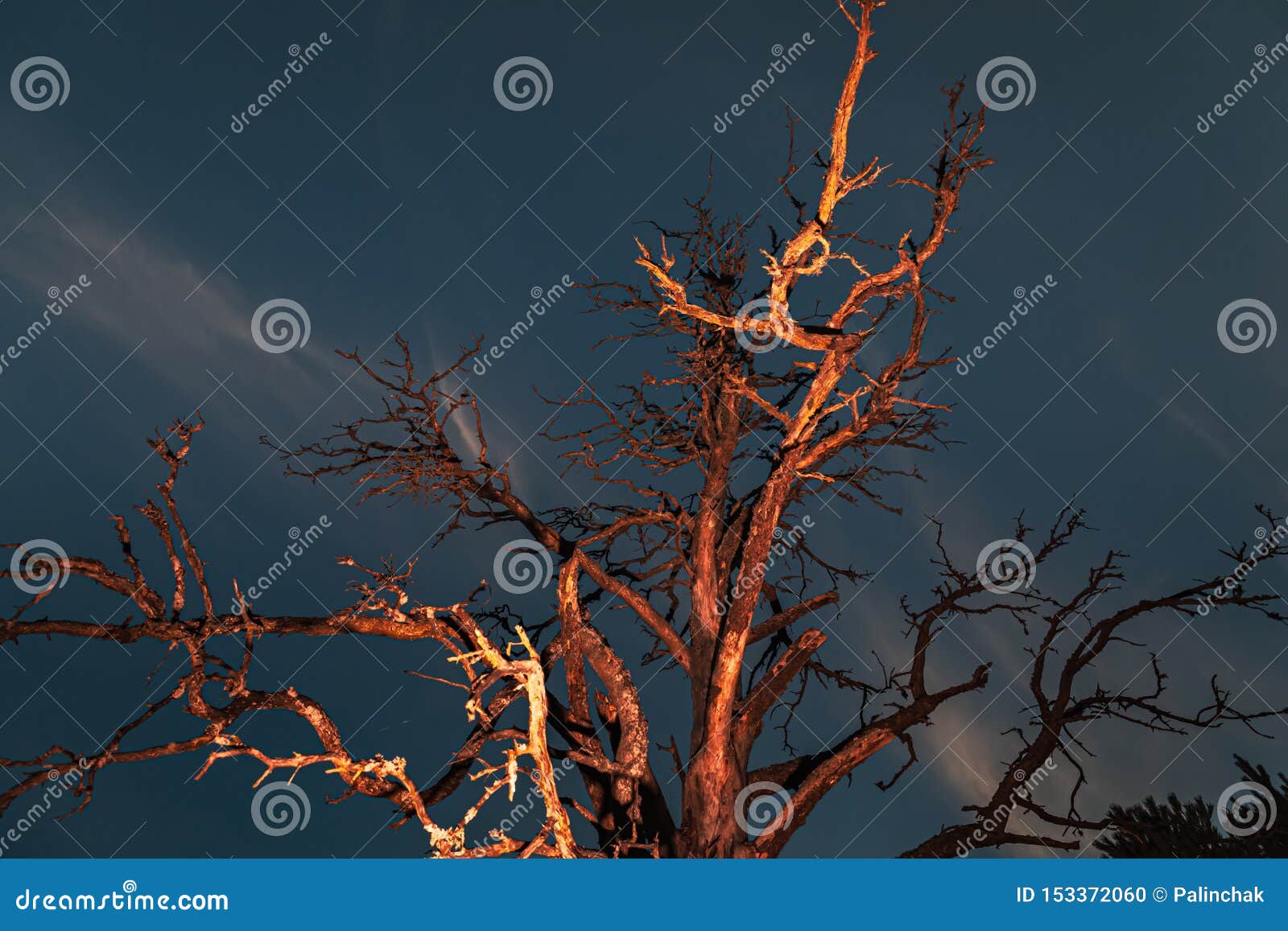 Dry dead tree at night stock photo. Image of outdoor - 153372060