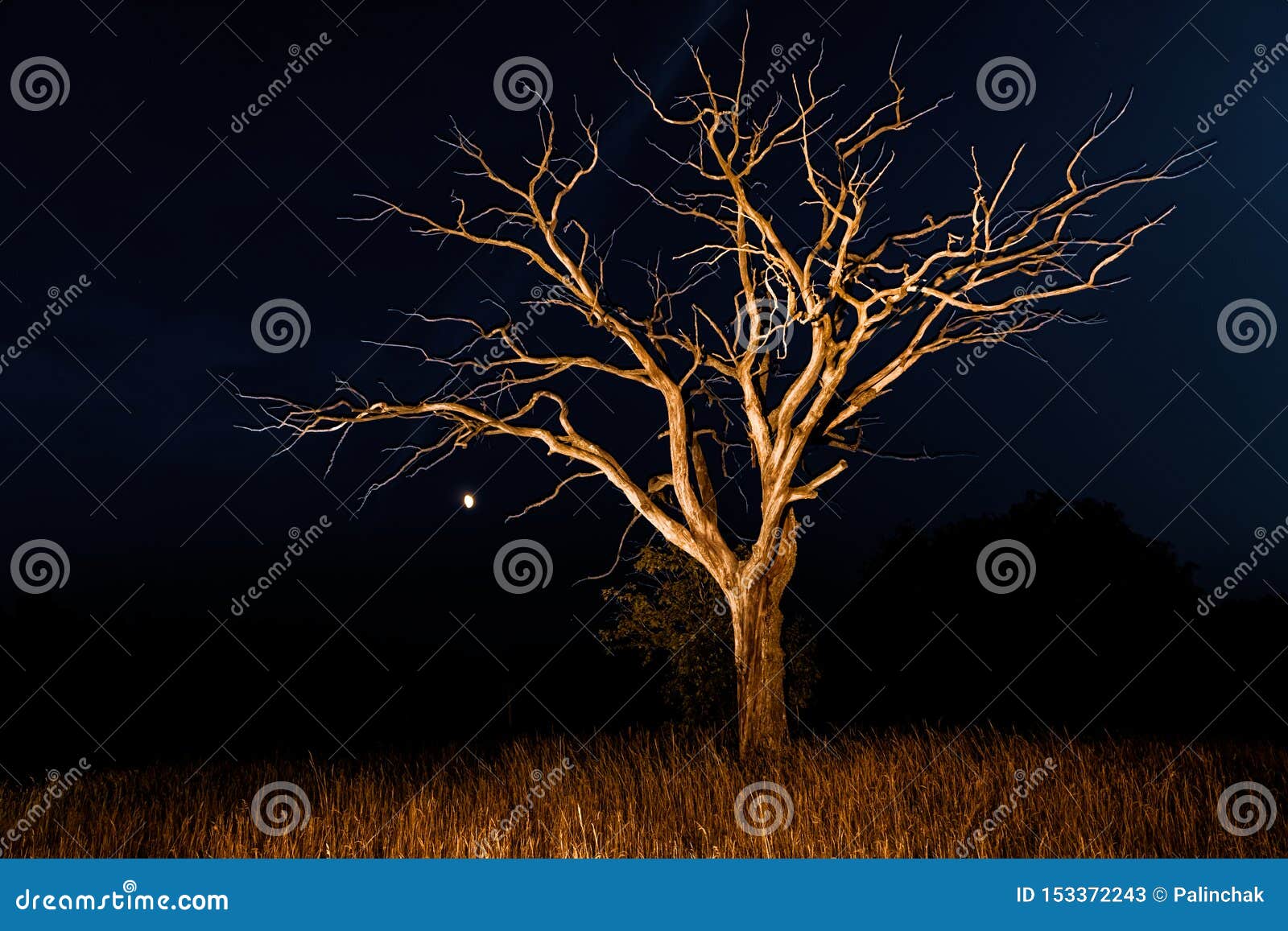 Dry dead tree at night stock image. Image of black, beauty - 153372243