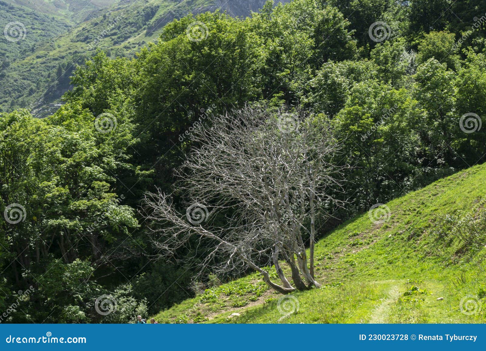 A Dry, Dead Tree with No Leaves among Green Healthy in the Mountains ...