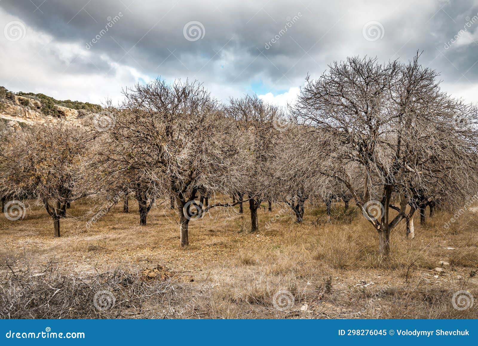 Dry and Dead Tree in Orchard Garden Stock Image - Image of ...