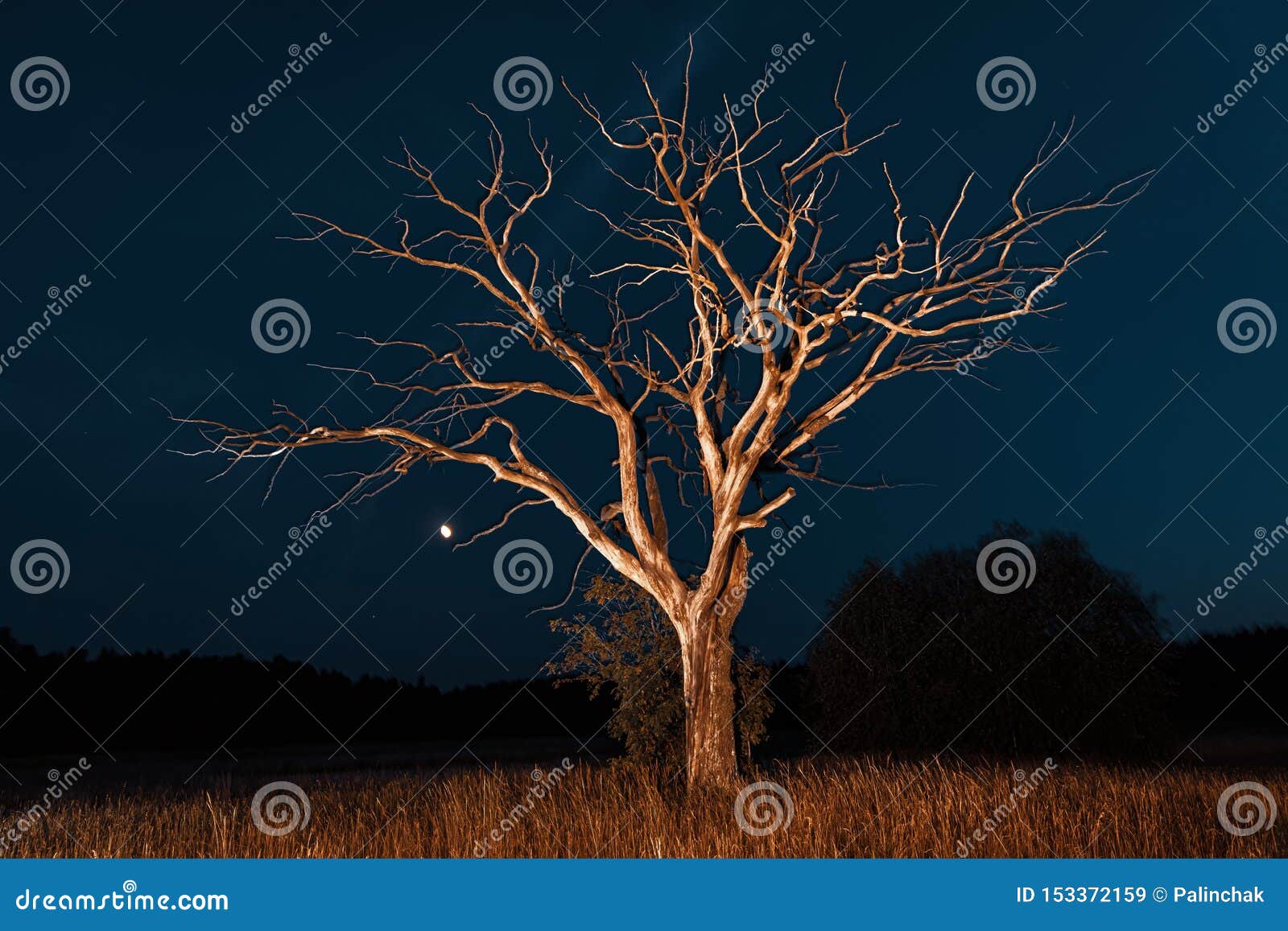 Dry dead tree at night stock image. Image of plant, abstract - 153372159