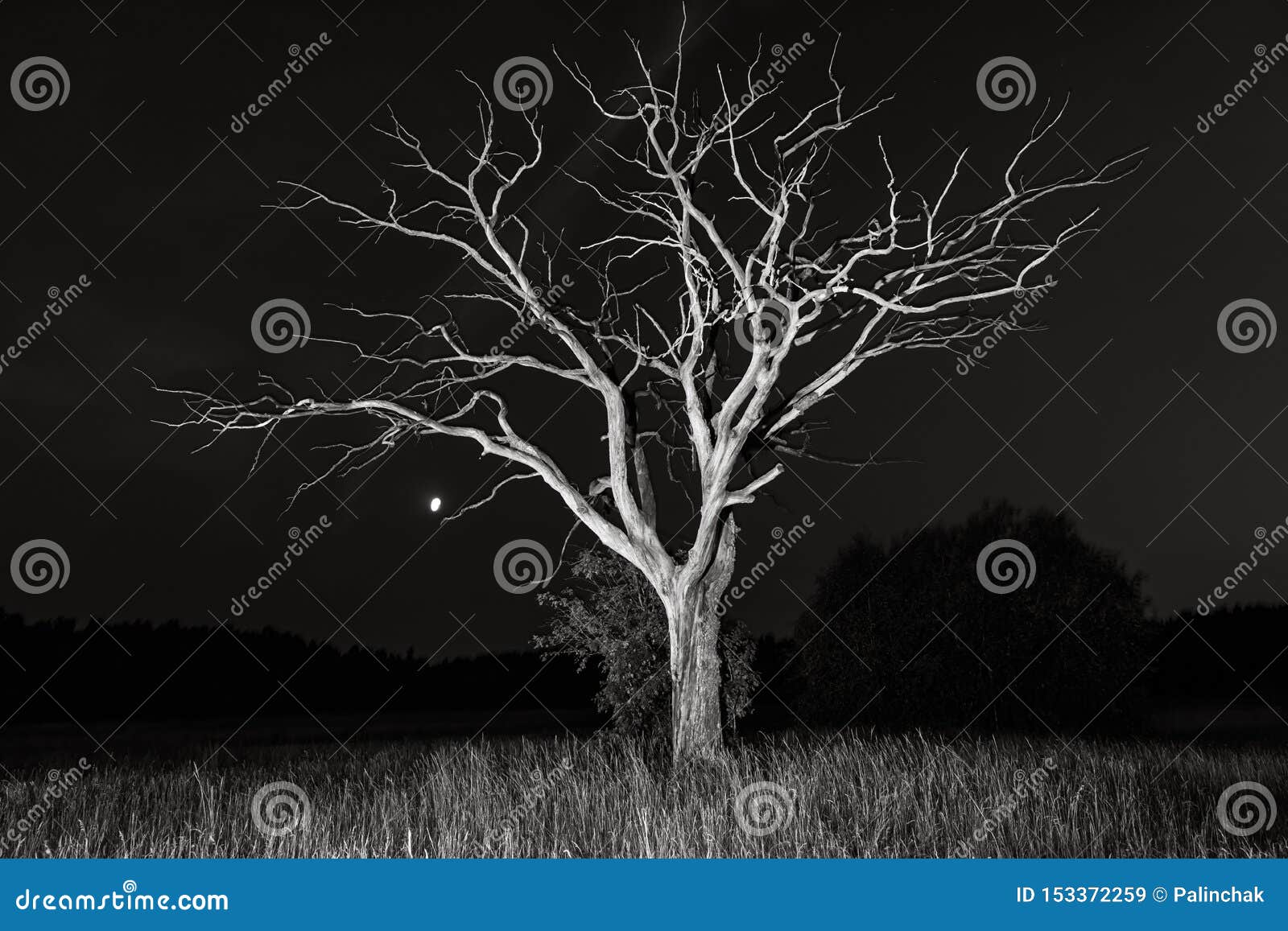 Dry dead tree at night stock image. Image of bare, natural - 153372259