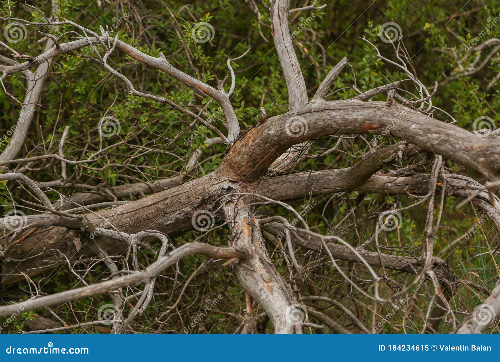 Dry Dead Tree in Summer Forest. Stock Image - Image of autumn, branch ...