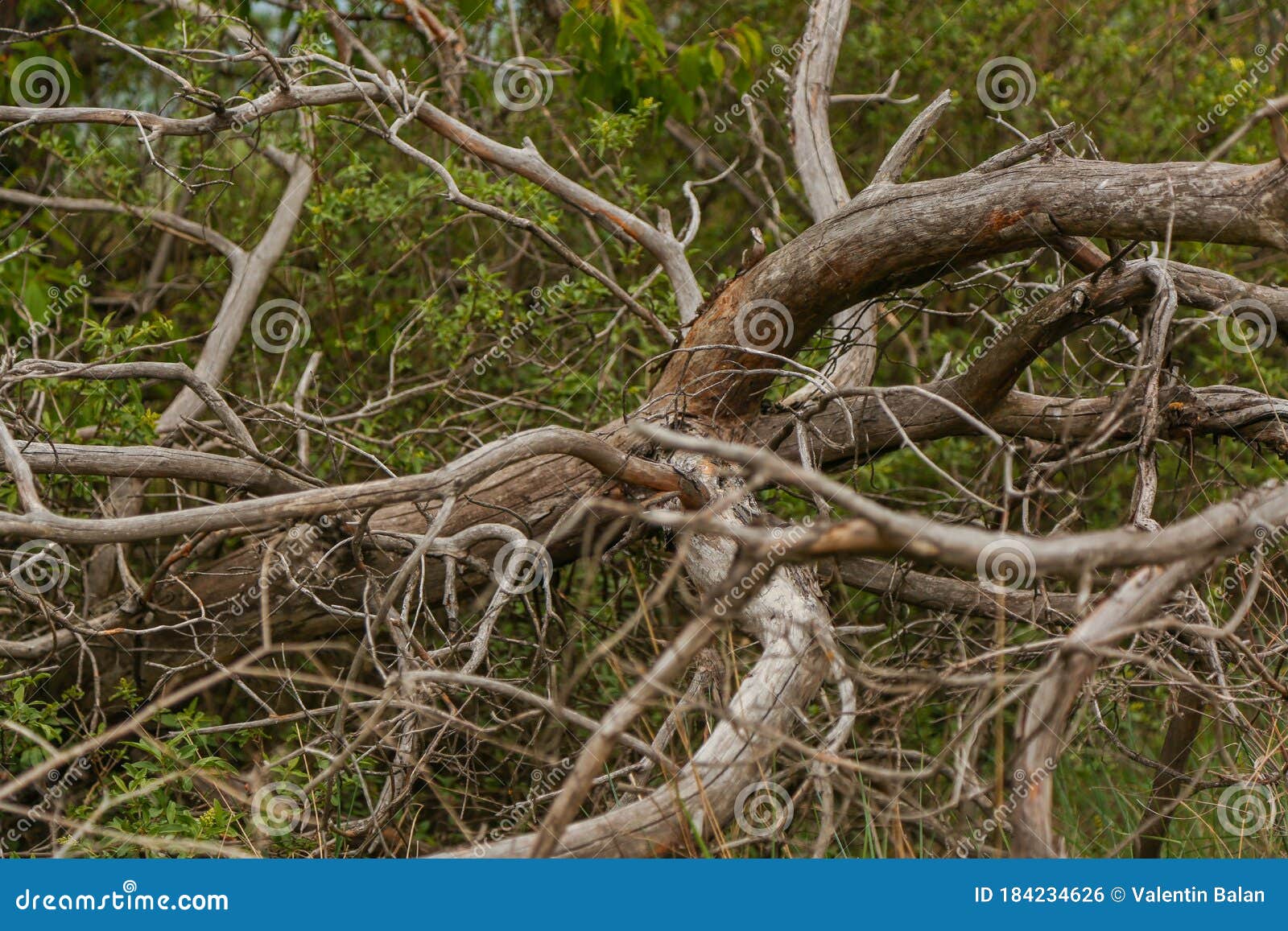 Dry Dead Tree in Summer Forest. Stock Photo - Image of botany, abstract ...
