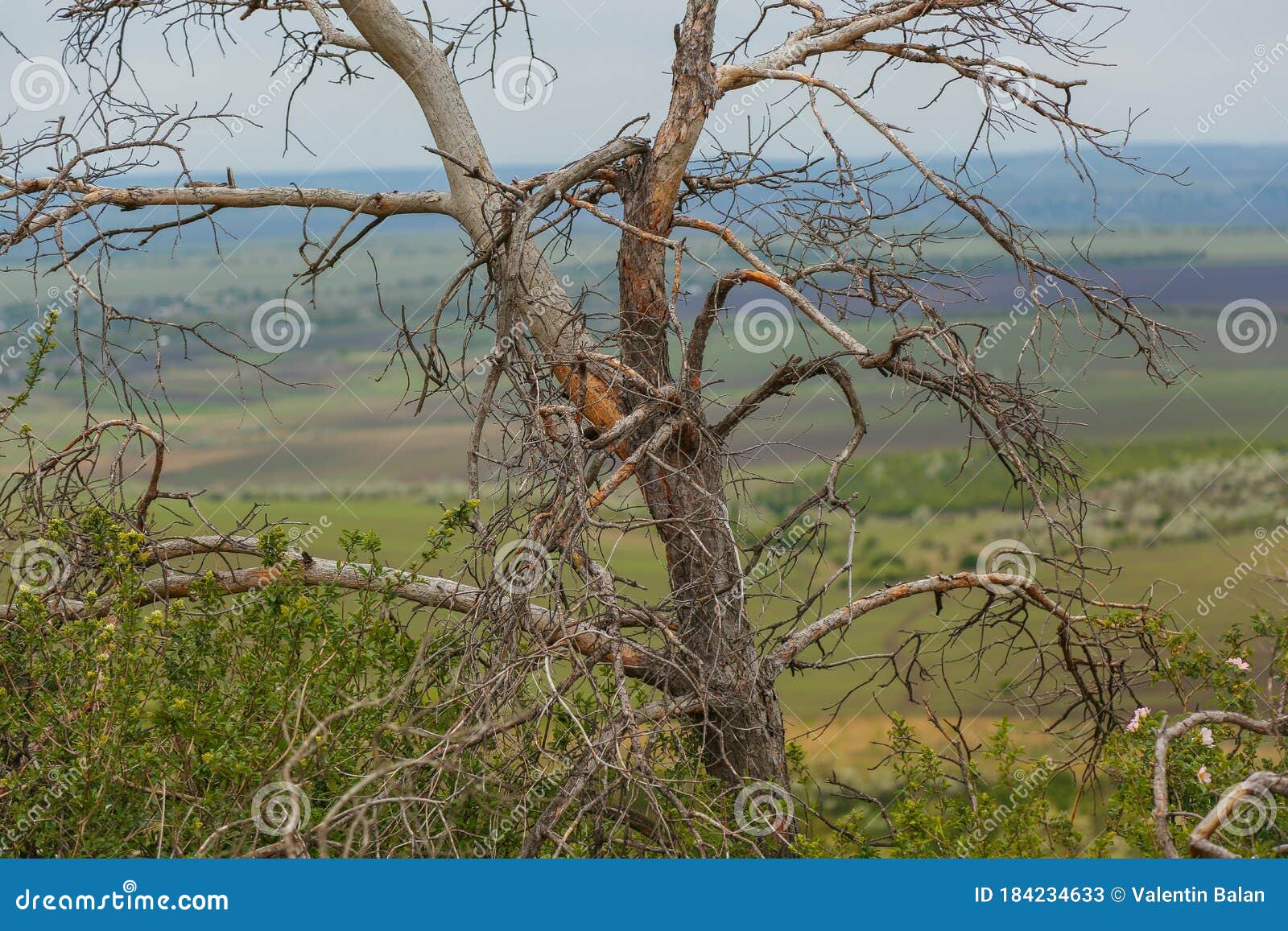 Dry Dead Tree in Summer Forest. Stock Image - Image of lonely, large ...
