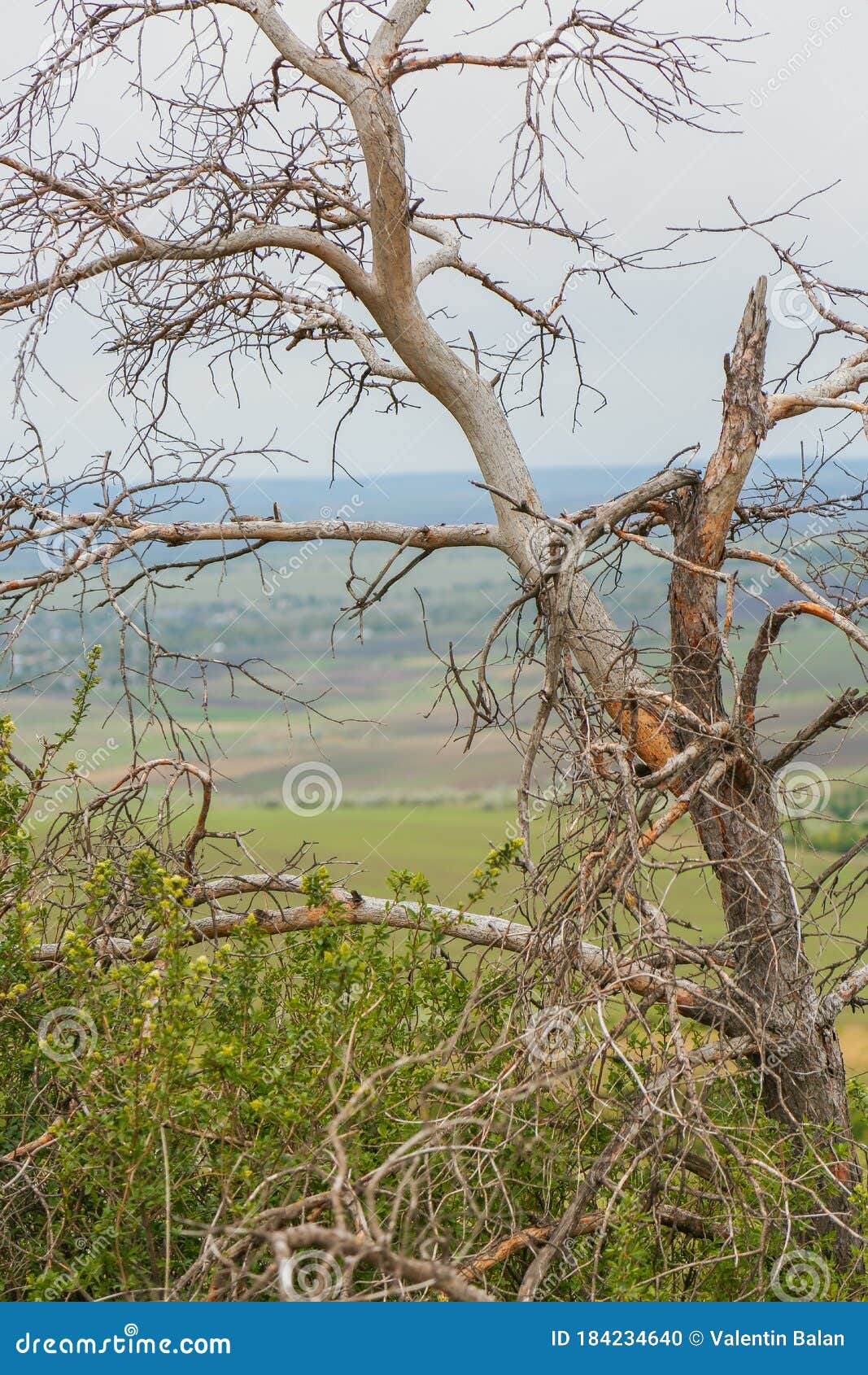 Dry Dead Tree in Summer Forest. Stock Photo - Image of outdoor ...