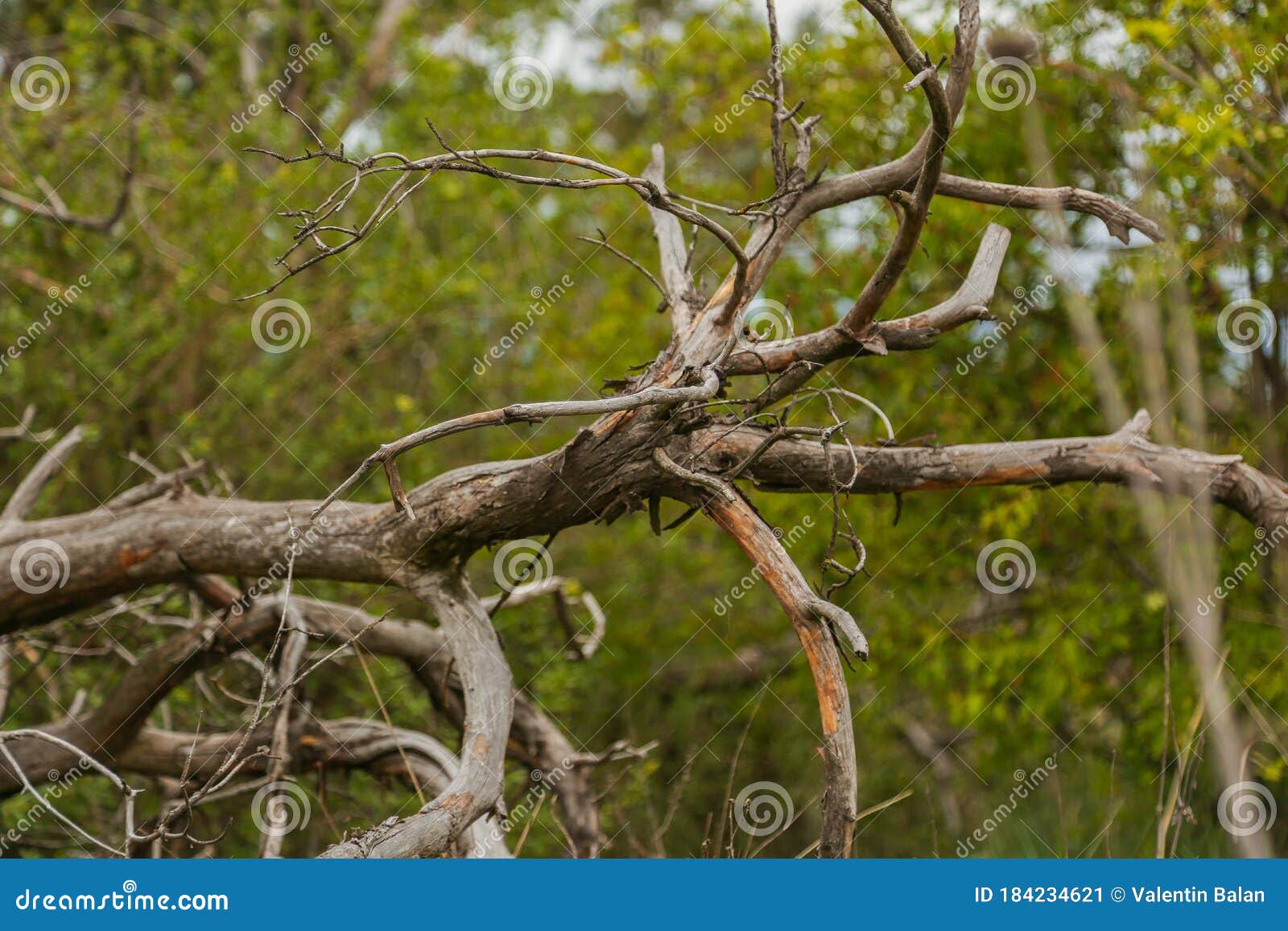 Dry Dead Tree in Summer Forest. Stock Image - Image of large, autumn ...