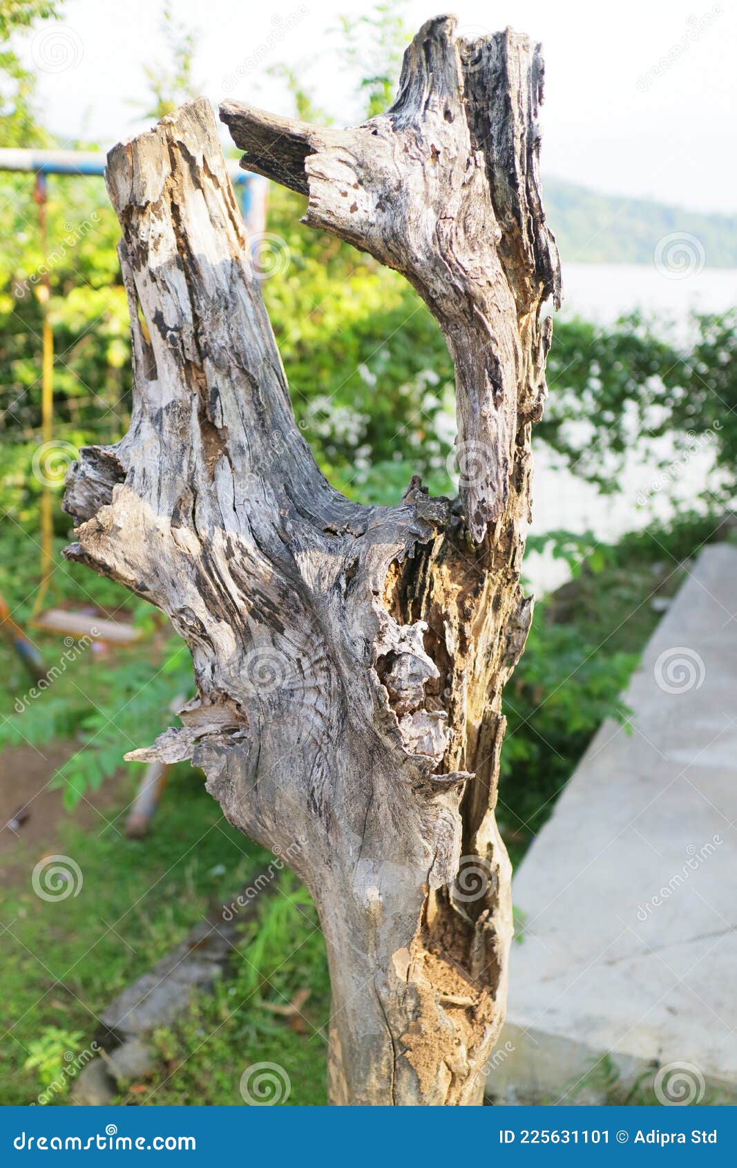 Dry and dead tree trunks stock image. Image of season - 225631101