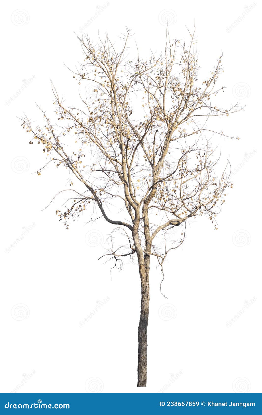 Dry Dead Trees in Autumn Isolated Stock Image - Image of concept ...