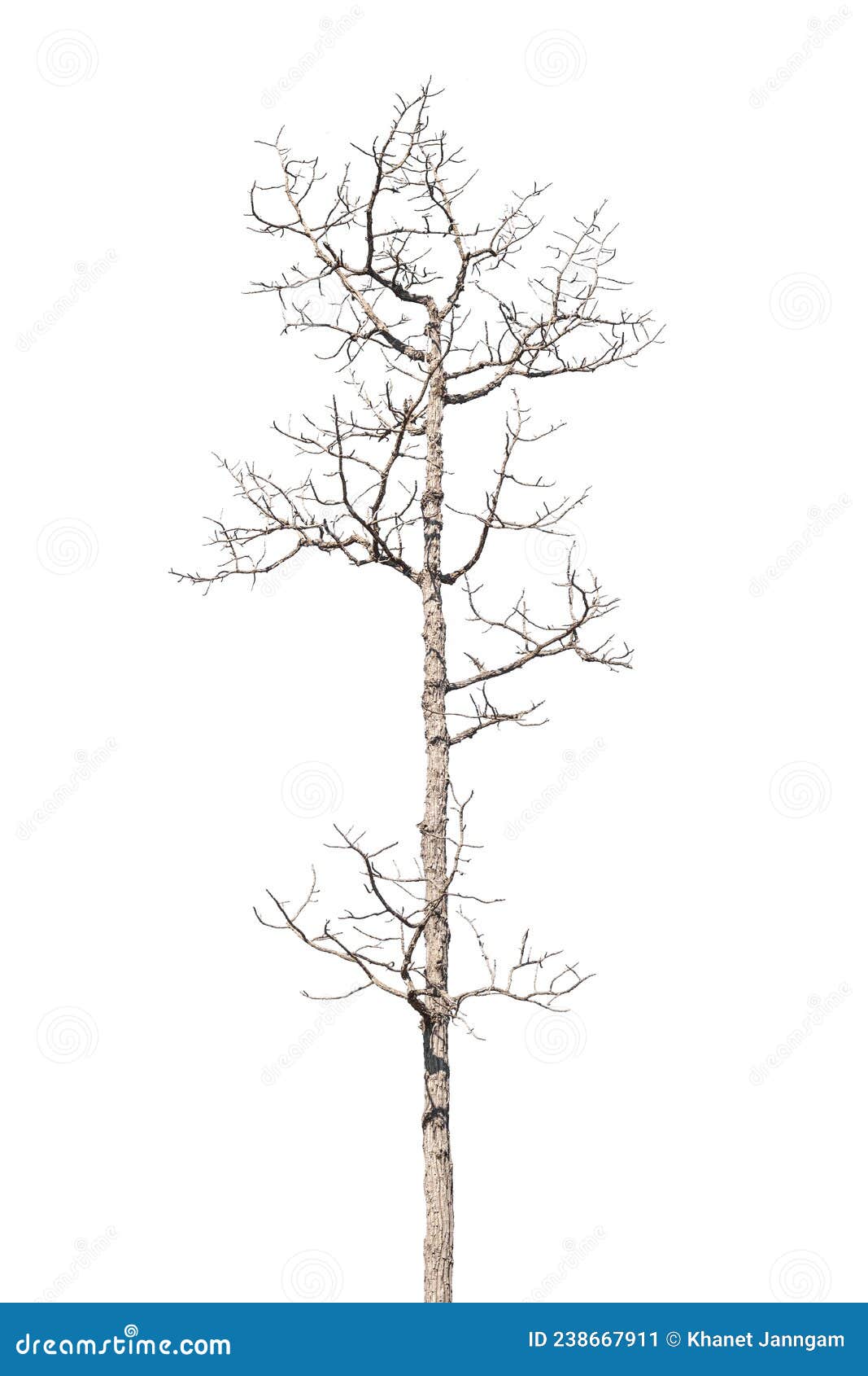 Dry Dead Trees in Autumn Isolated Stock Image - Image of wild, nature ...