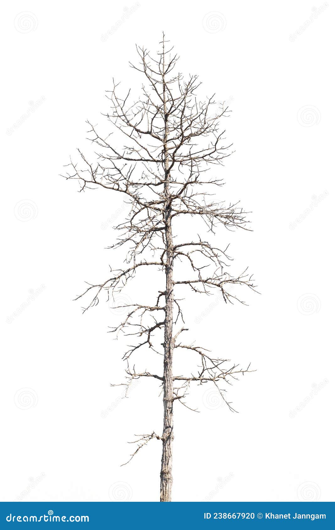 Dry Dead Trees in Autumn Isolated Stock Photo - Image of single, bare ...