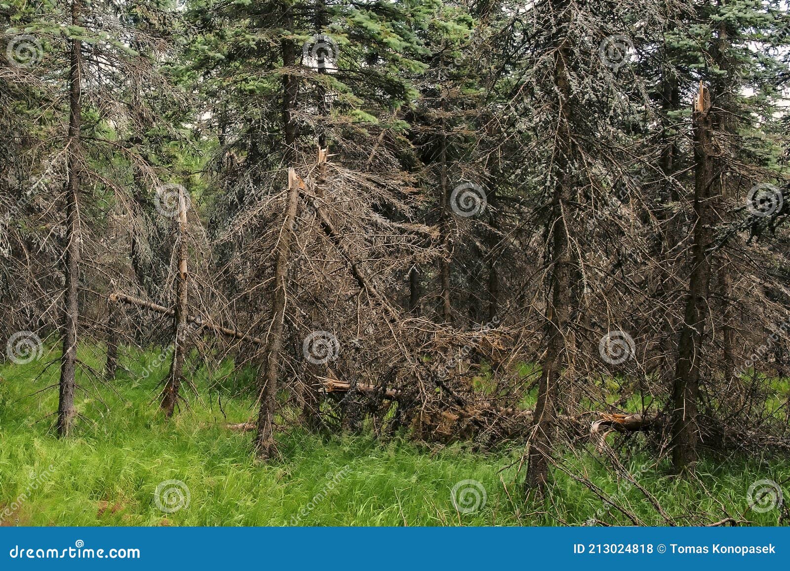 Dry and dead trees. stock photo. Image of tree, forest - 213024818