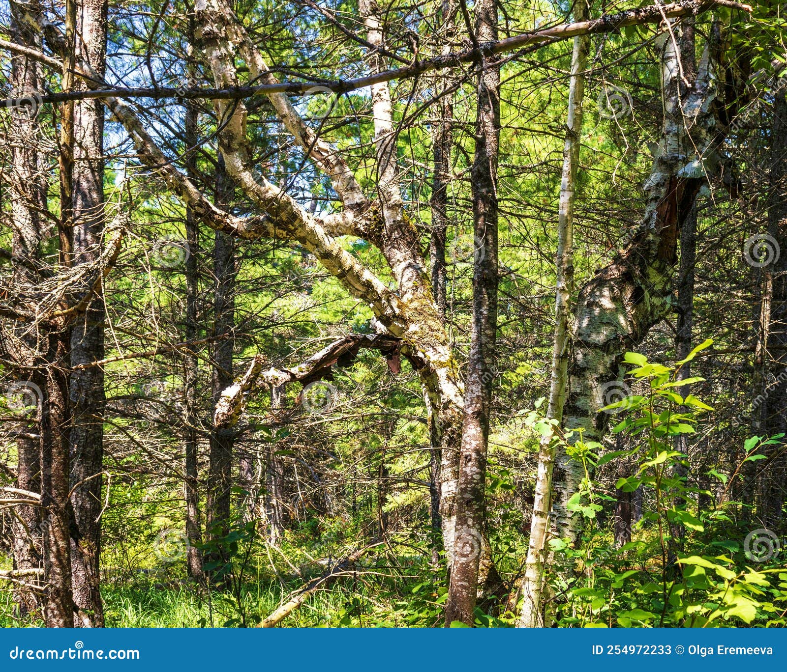 Dry and Dead Trees in Summer Forest Stock Image - Image of ontario ...
