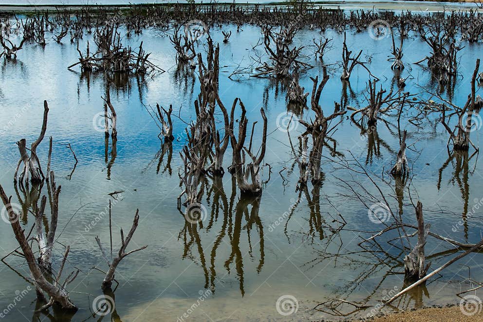 Dry Dead Trees in the Swamp. Stock Photo - Image of beautiful, color ...